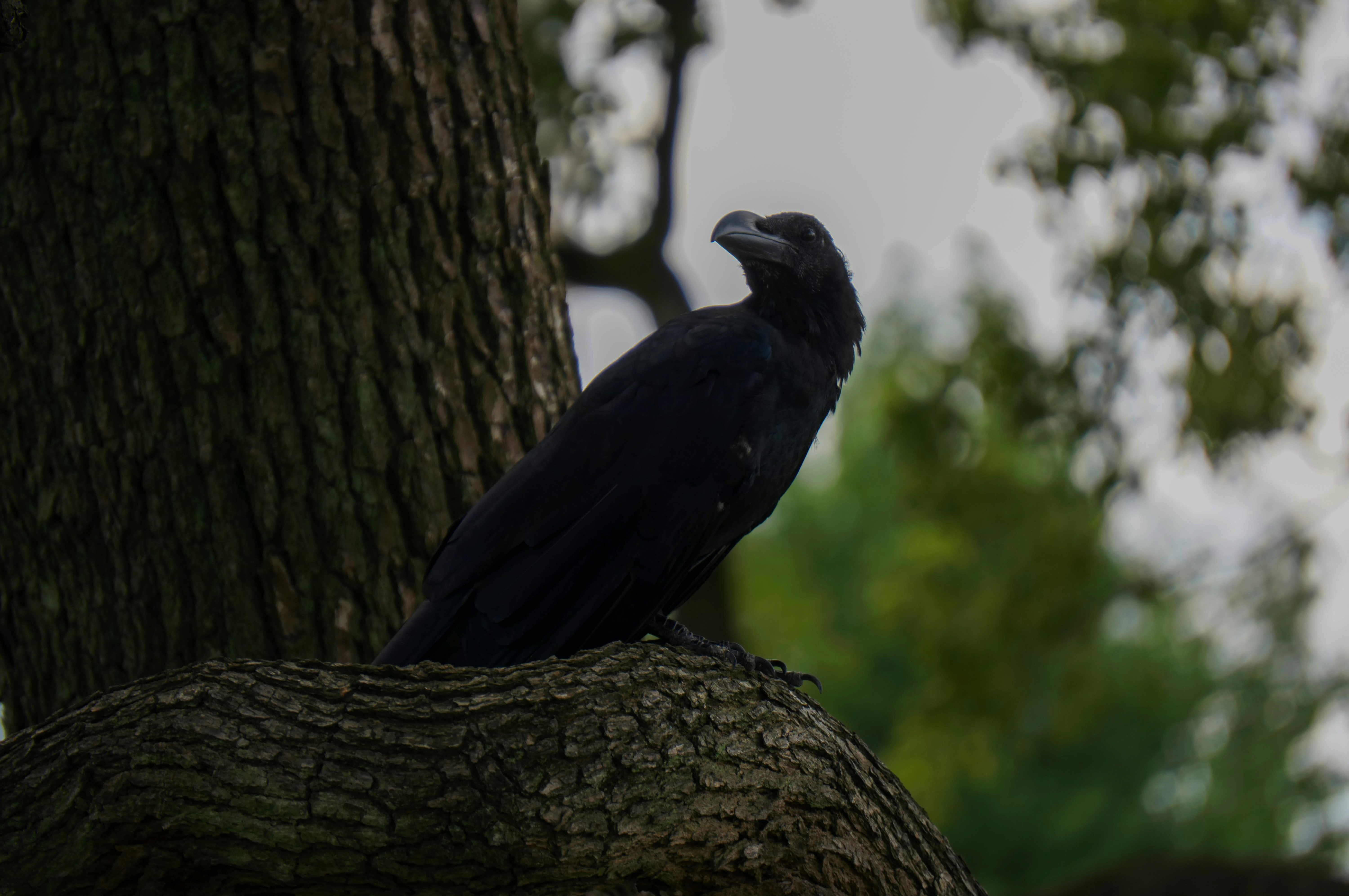 A raven perched on a tree branch, observing its surroundings with keen interest. The textured bark and blurred green foliage create a natural backdrop.