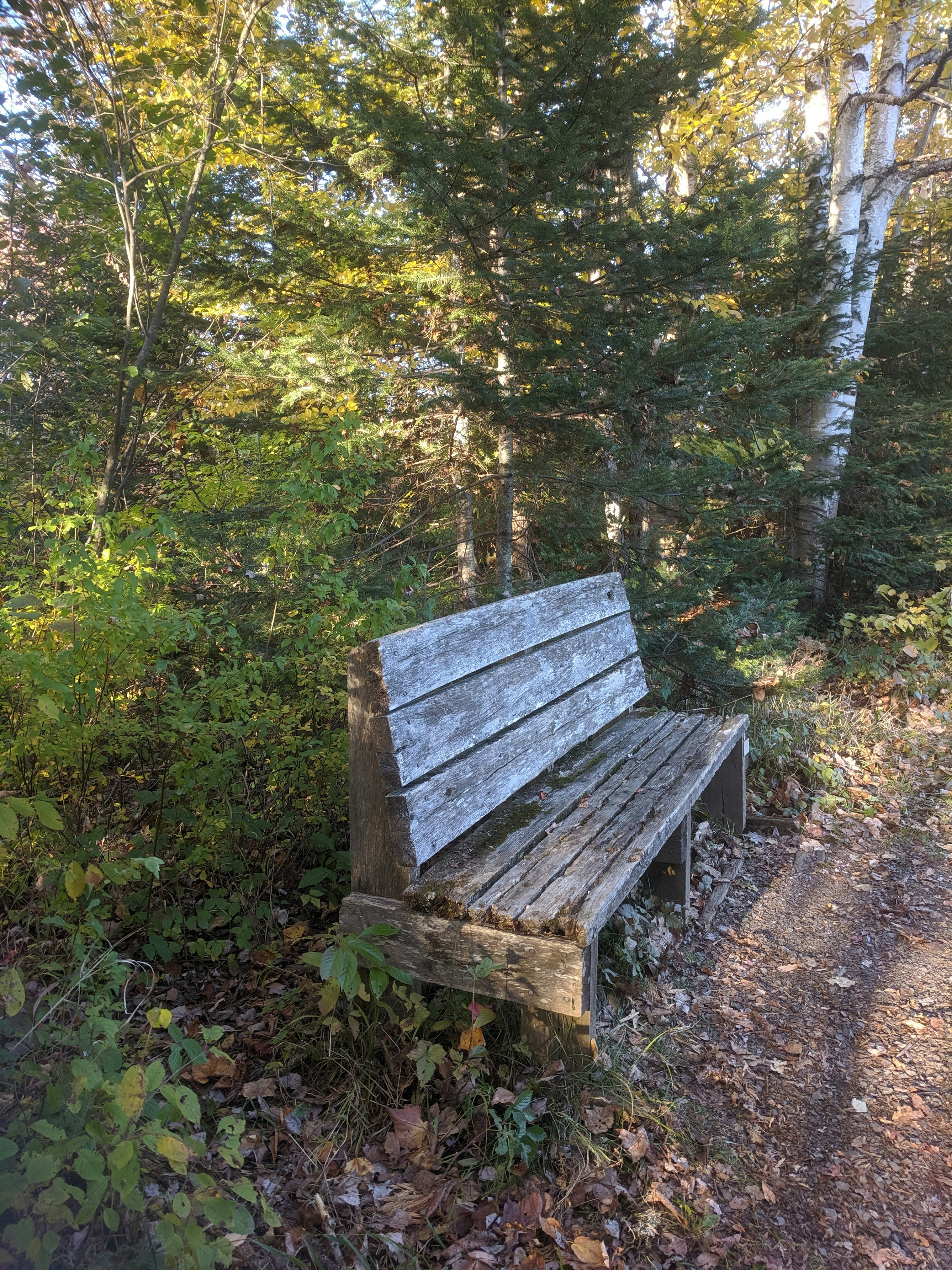 brown wooden bench surrounded by green trees during daytime