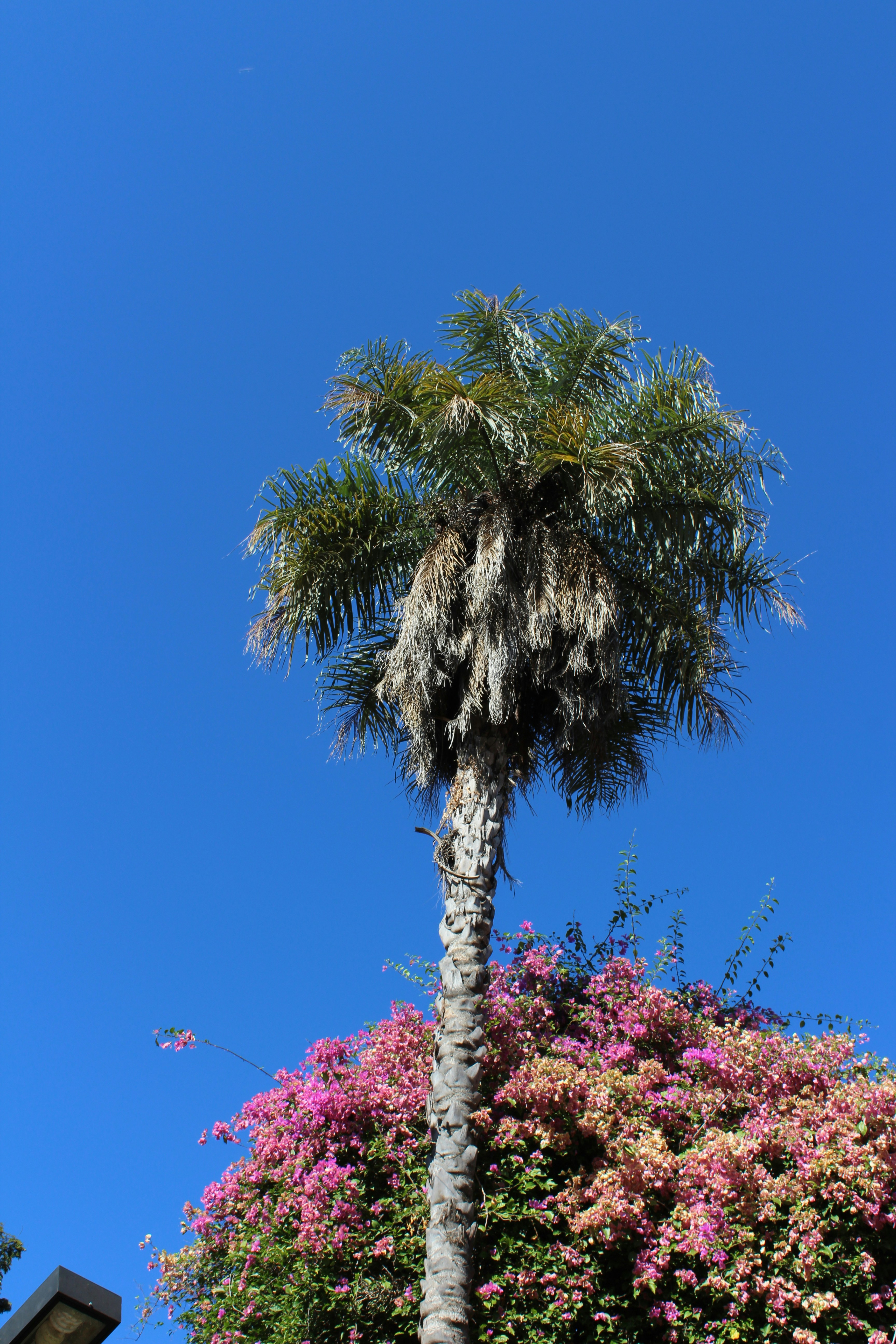 Azure Crown Above Bougainvillea: A Palm Framing a Bright Day