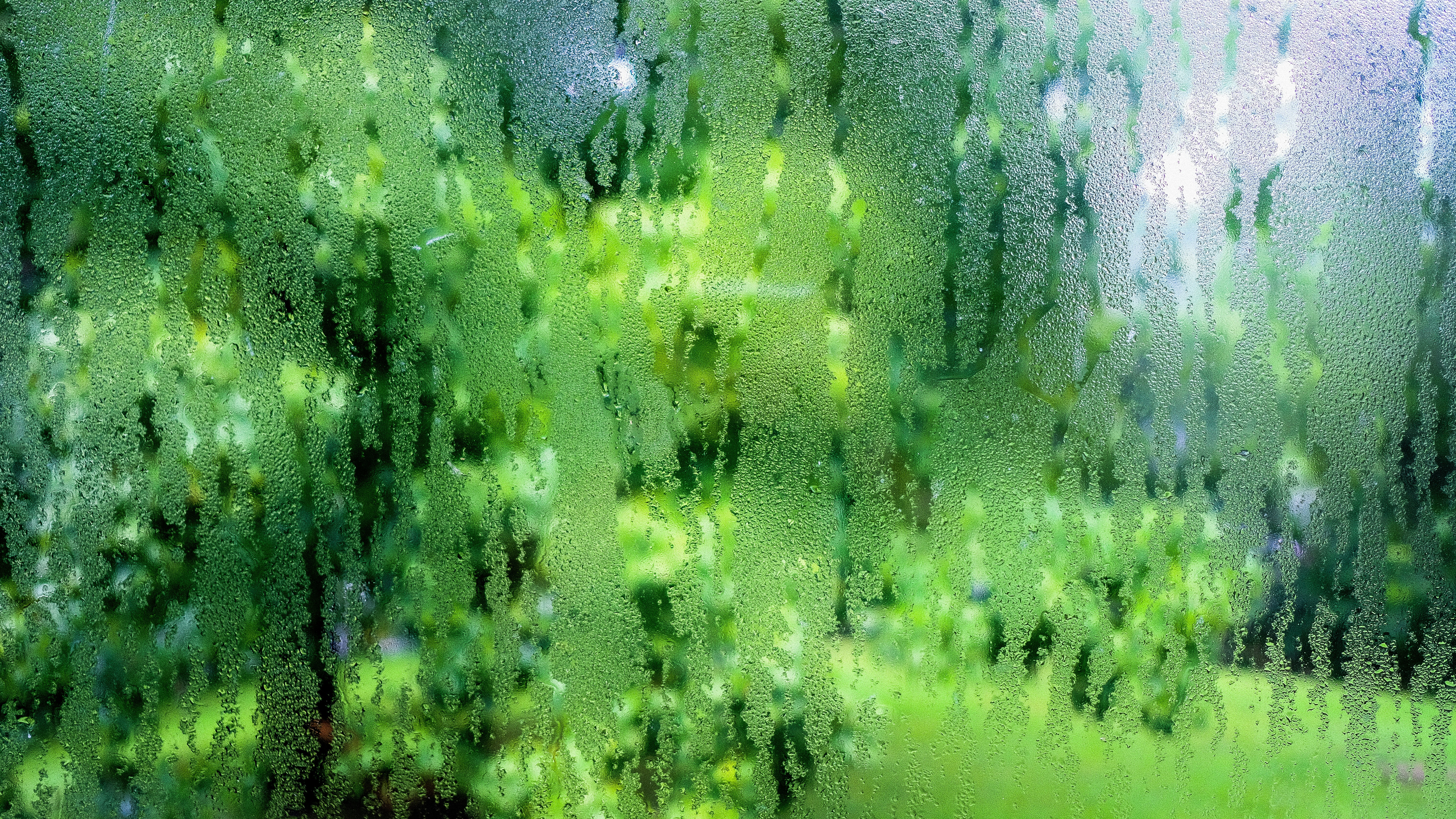 Misty Greenstream: Veiled Foliage Through Foggy Glass