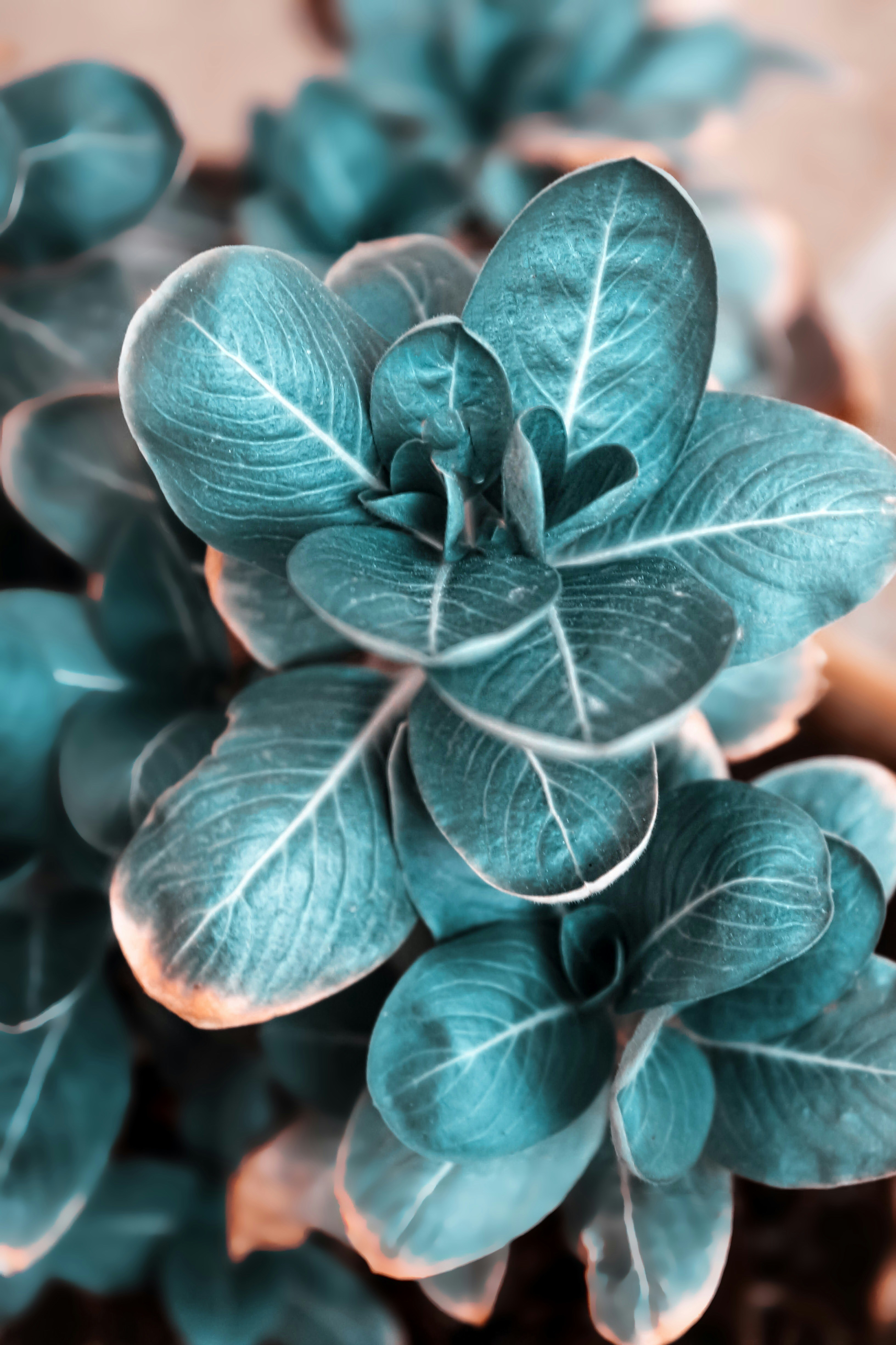 Blue-toned rosette: a close study of a succulent’s layered leaves