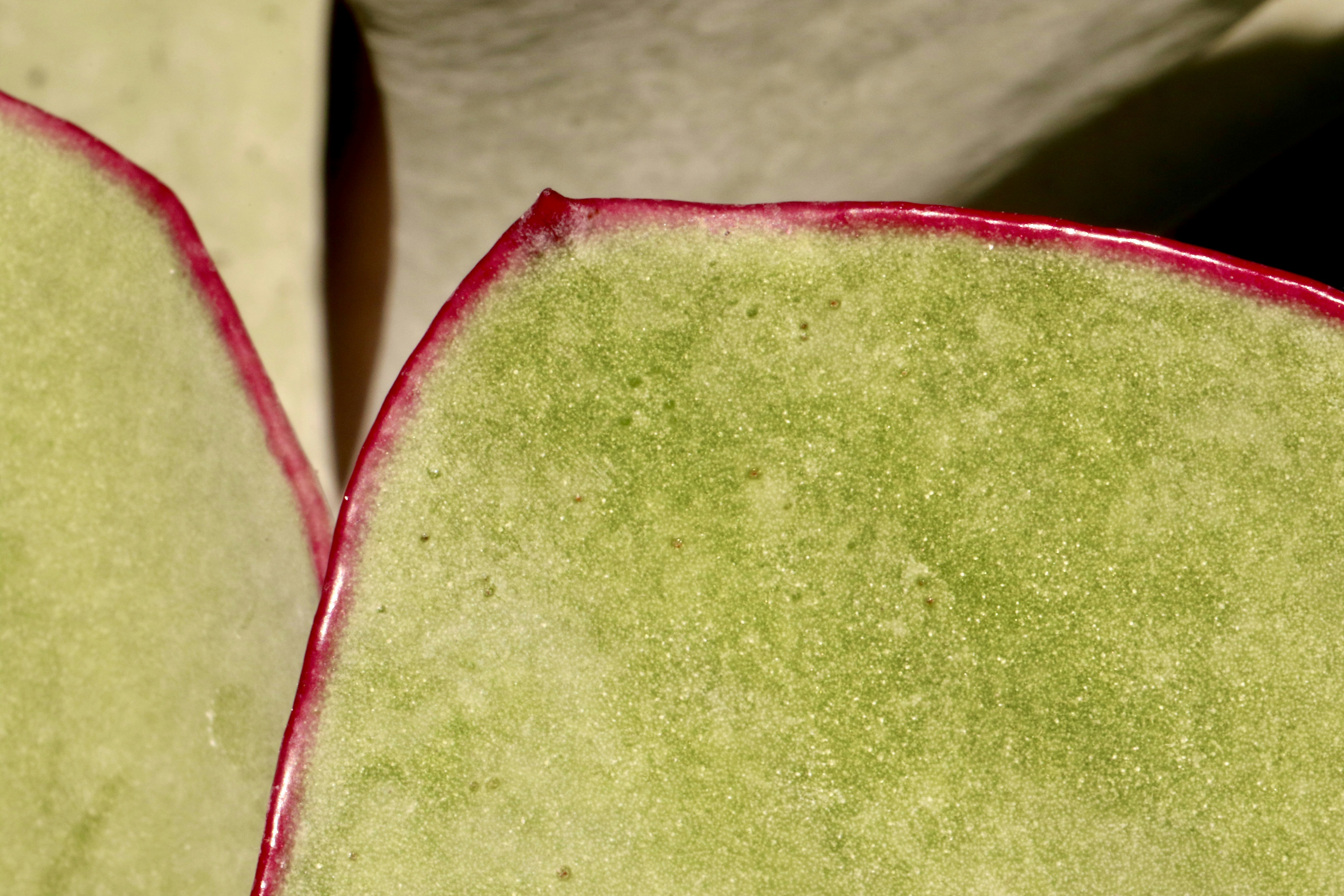 Citrus Terrace: A Close-Up of Juicy Green Slices