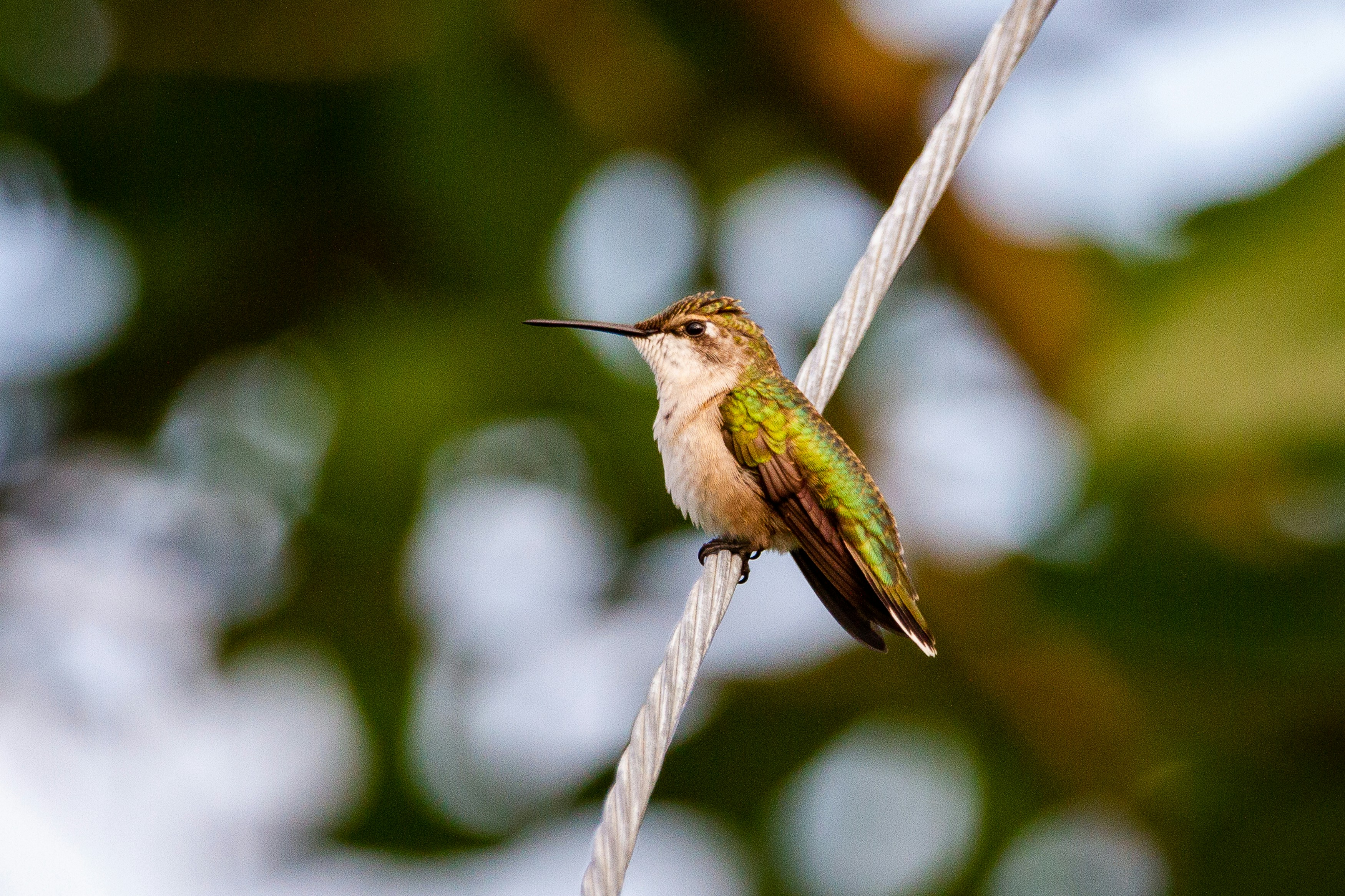 Green humming bird flying during daytime photo – Free Backyard Image on ...