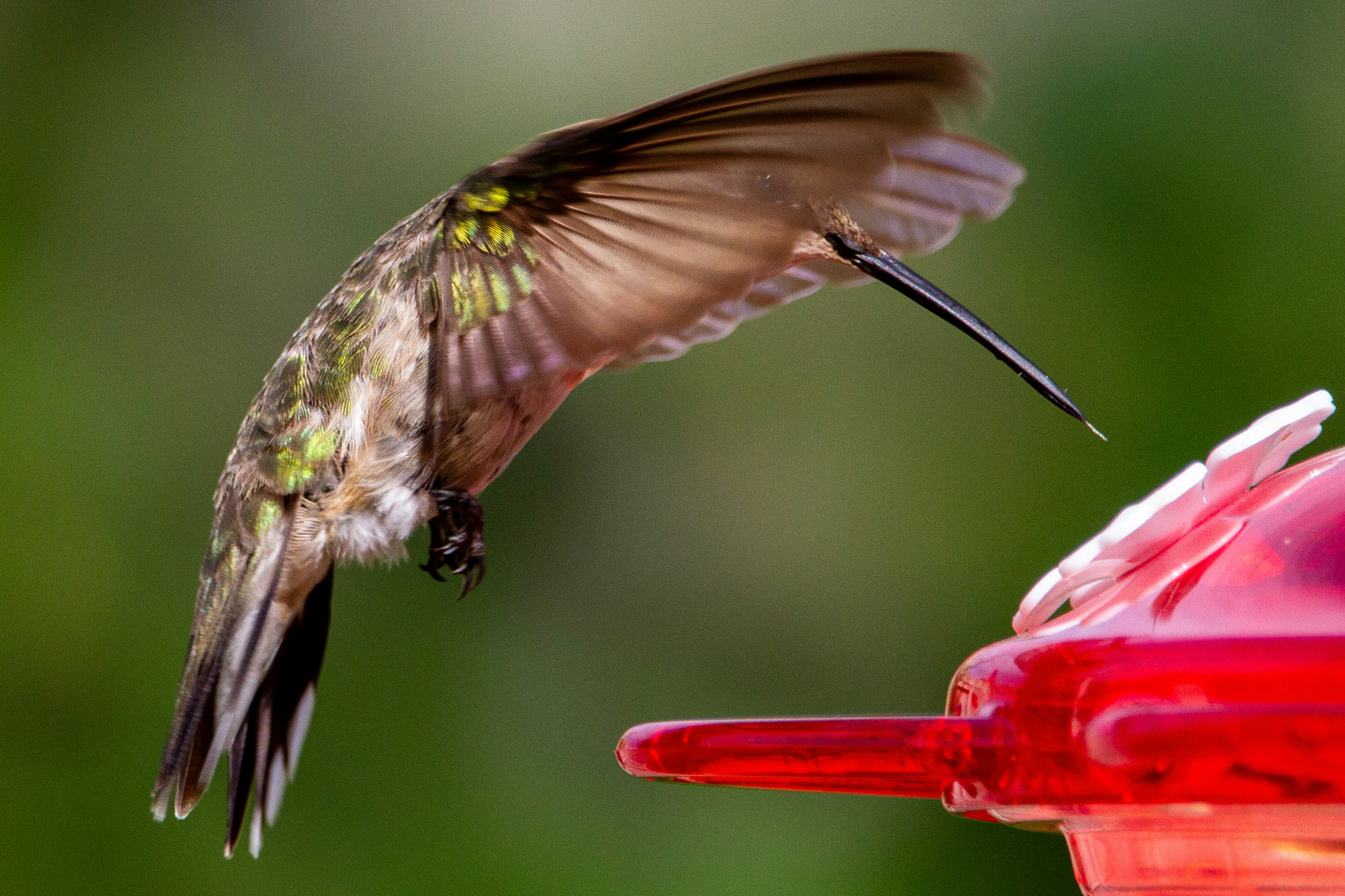Hummingbird hovering near a vibrant feeder, showcasing its iridescent feathers and rapid wing movement.