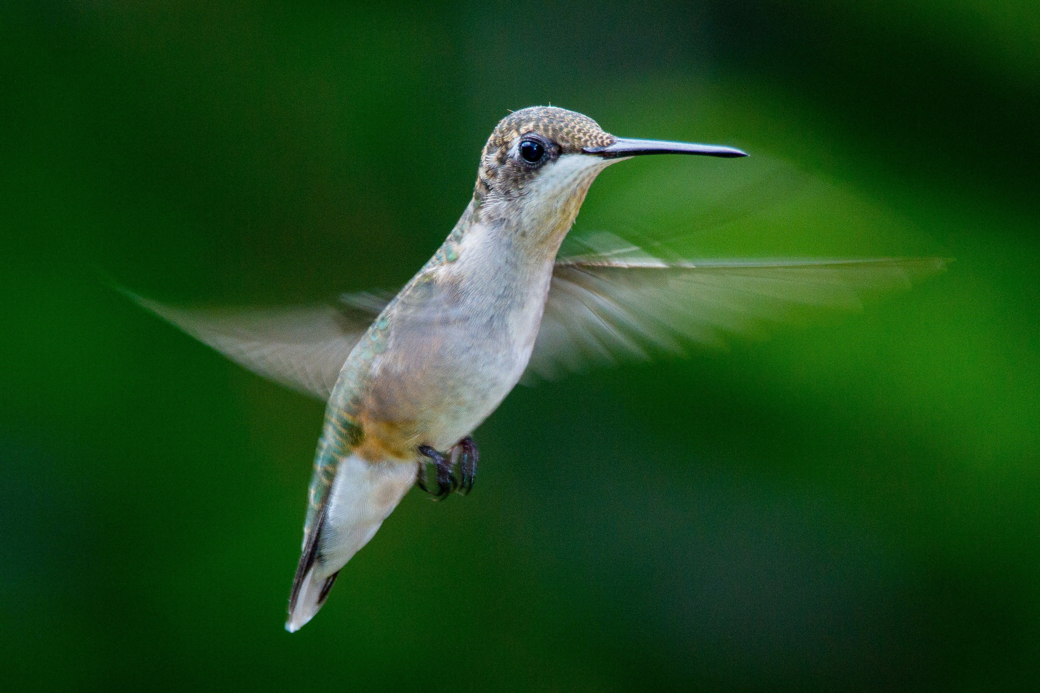 Colibrí blanco y gris volando foto – Imagen de Patio interior gratuita ...