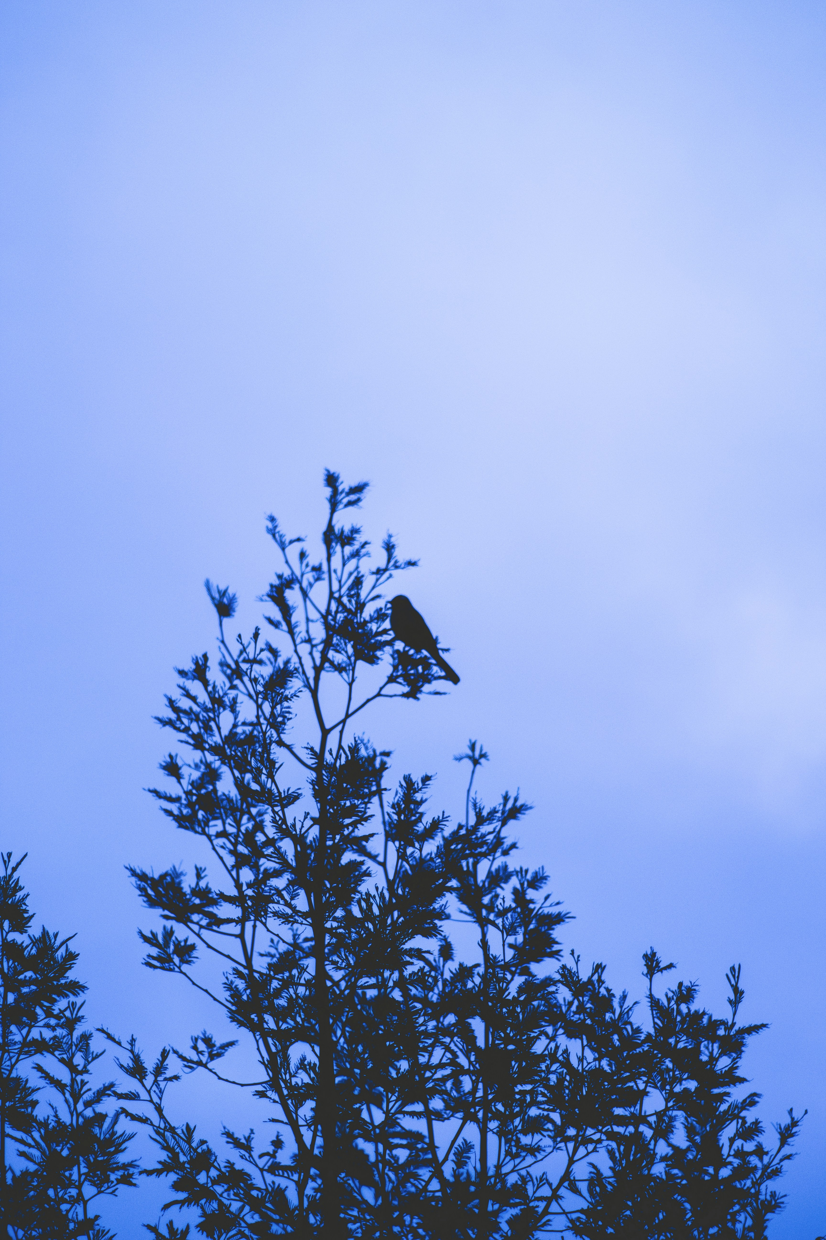 A bird perched atop a silhouette of a tree against a soft blue twilight sky. The image conveys a sense of tranquility and solitude.