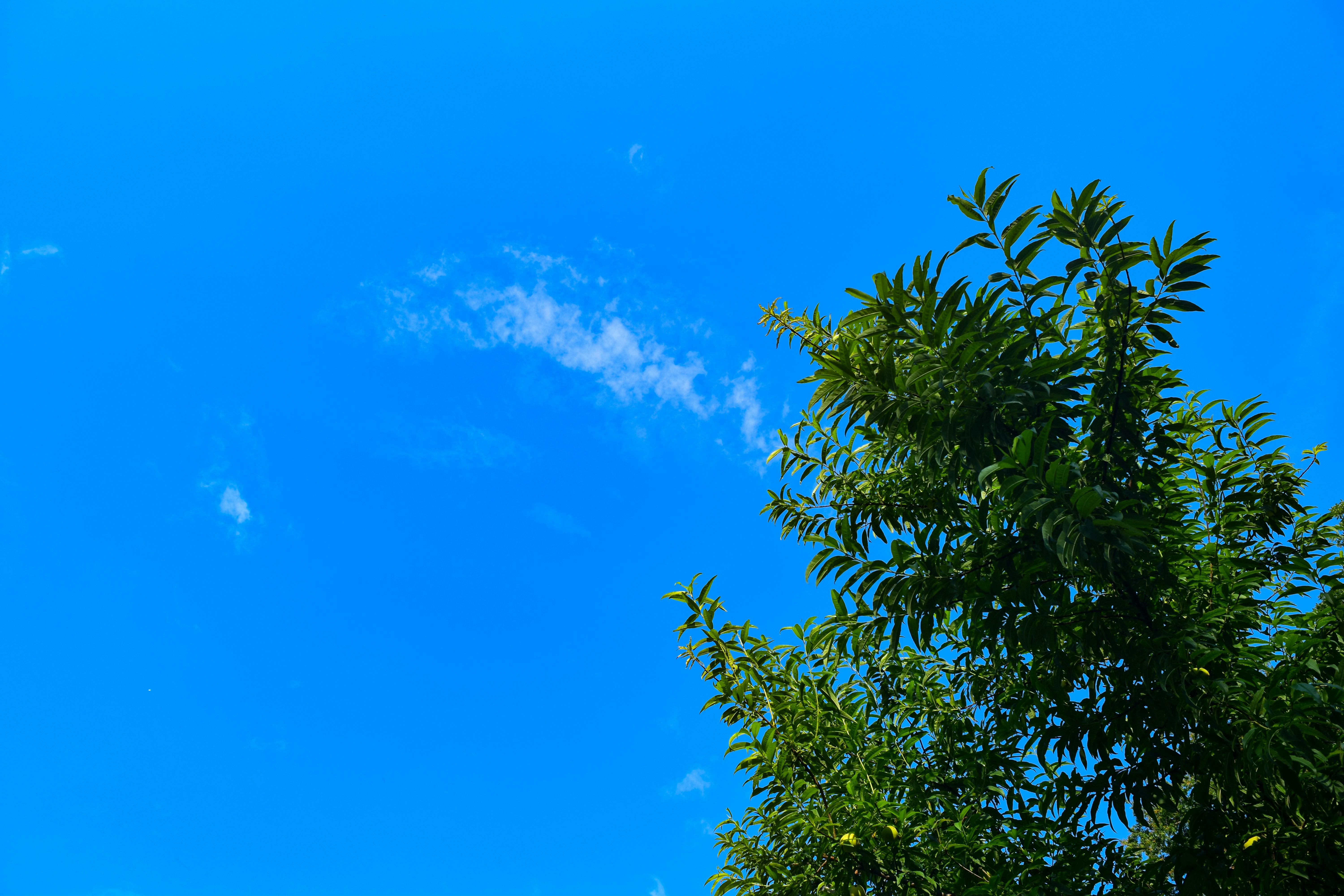 Lush green foliage reaches towards a vibrant blue sky dotted with wispy clouds.