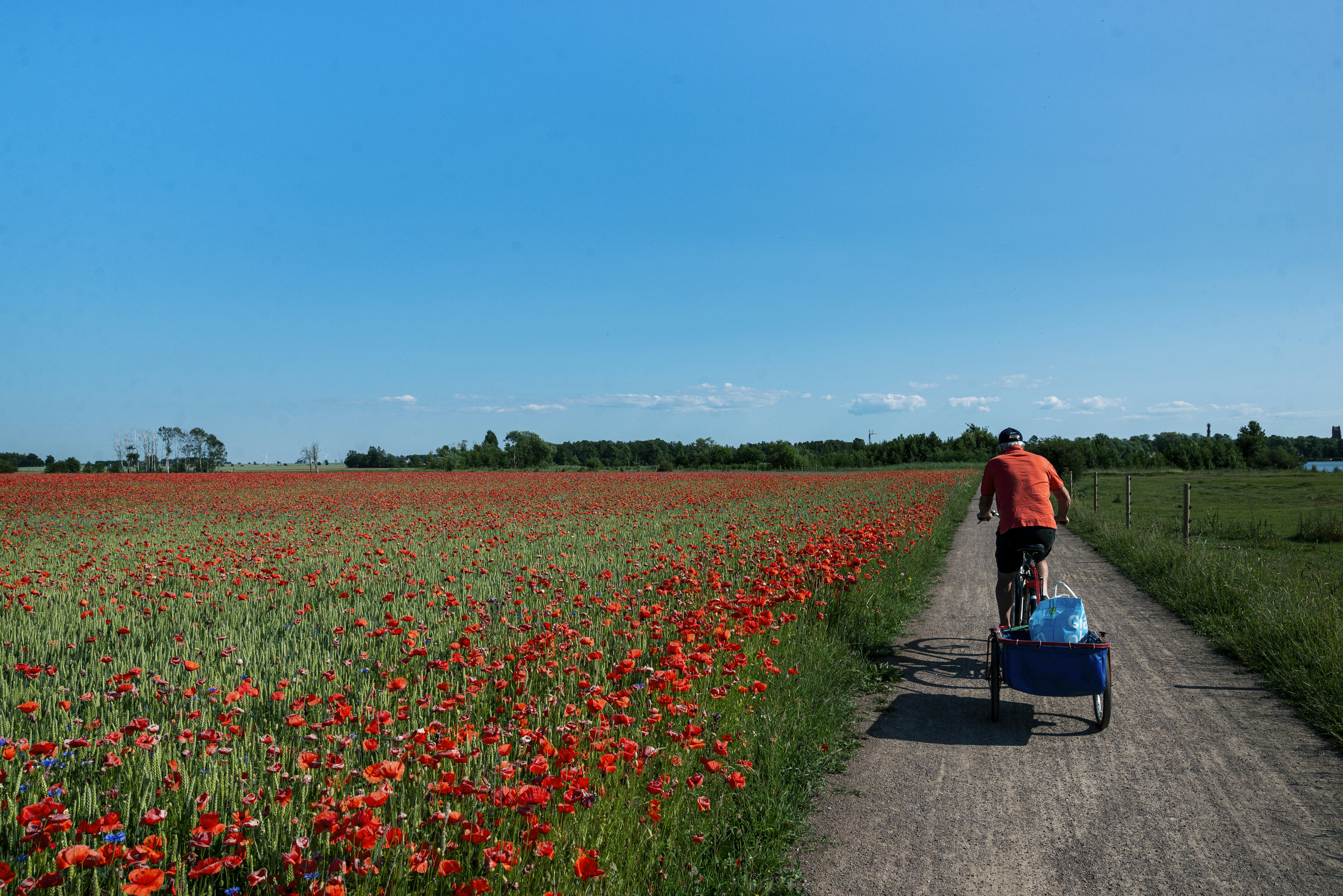 A cyclist navigates a dirt path flanked by vibrant poppy fields under a clear blue sky.