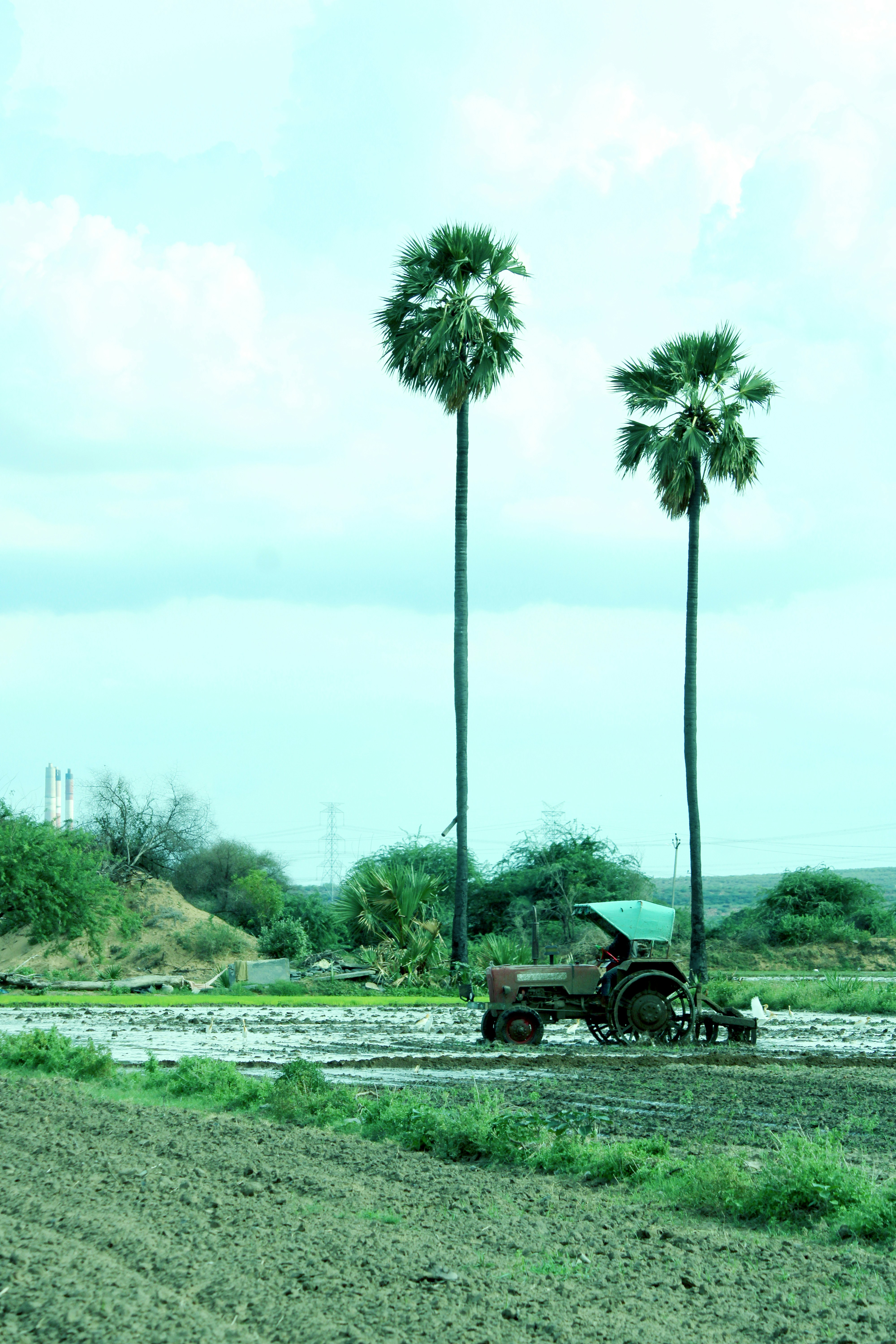 Two Tall Palms Over a Tractor in a Distant Field