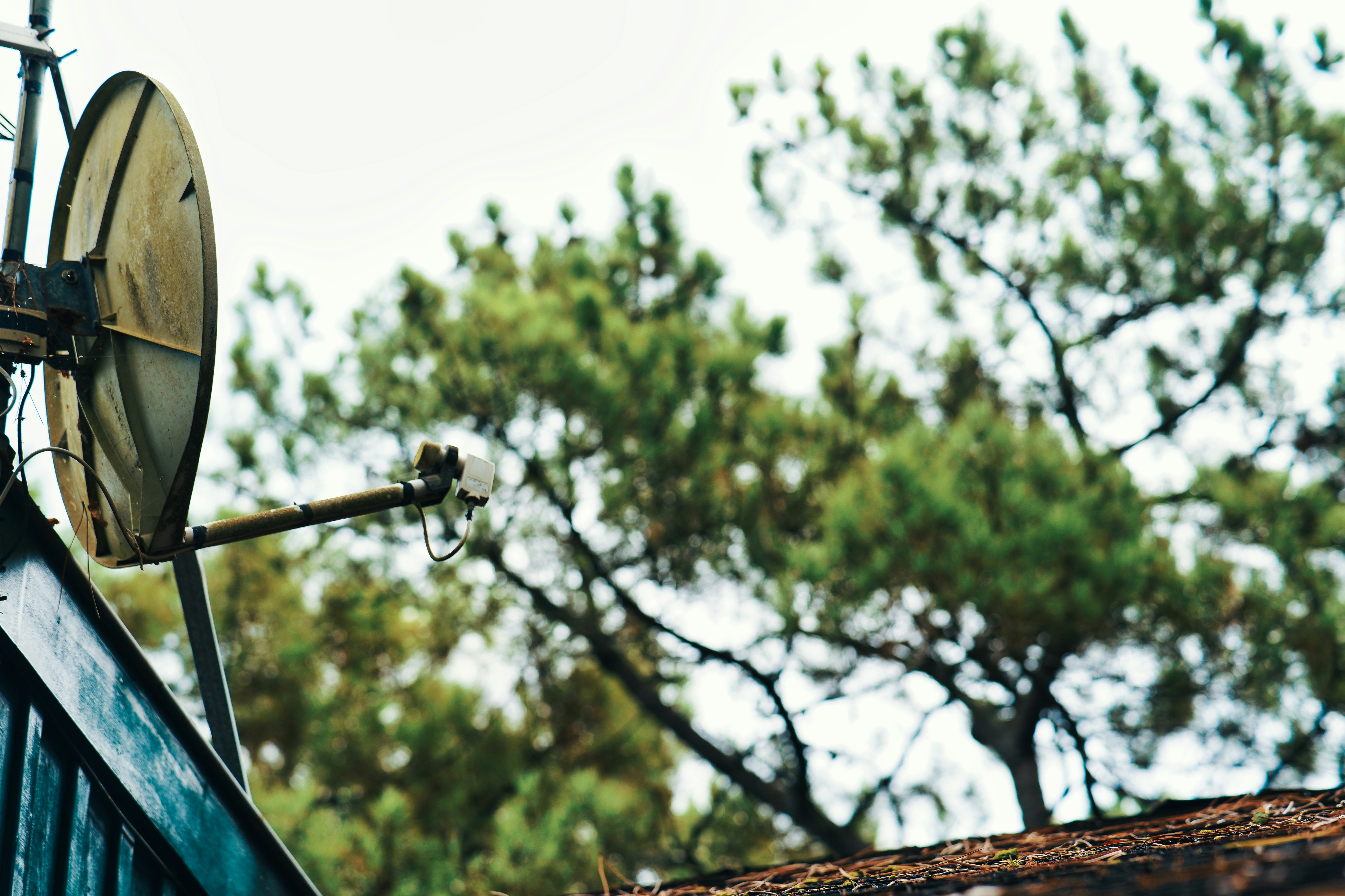 Rust on the Edge: A Weathered Satellite Dish Framed by a Lush Canopy