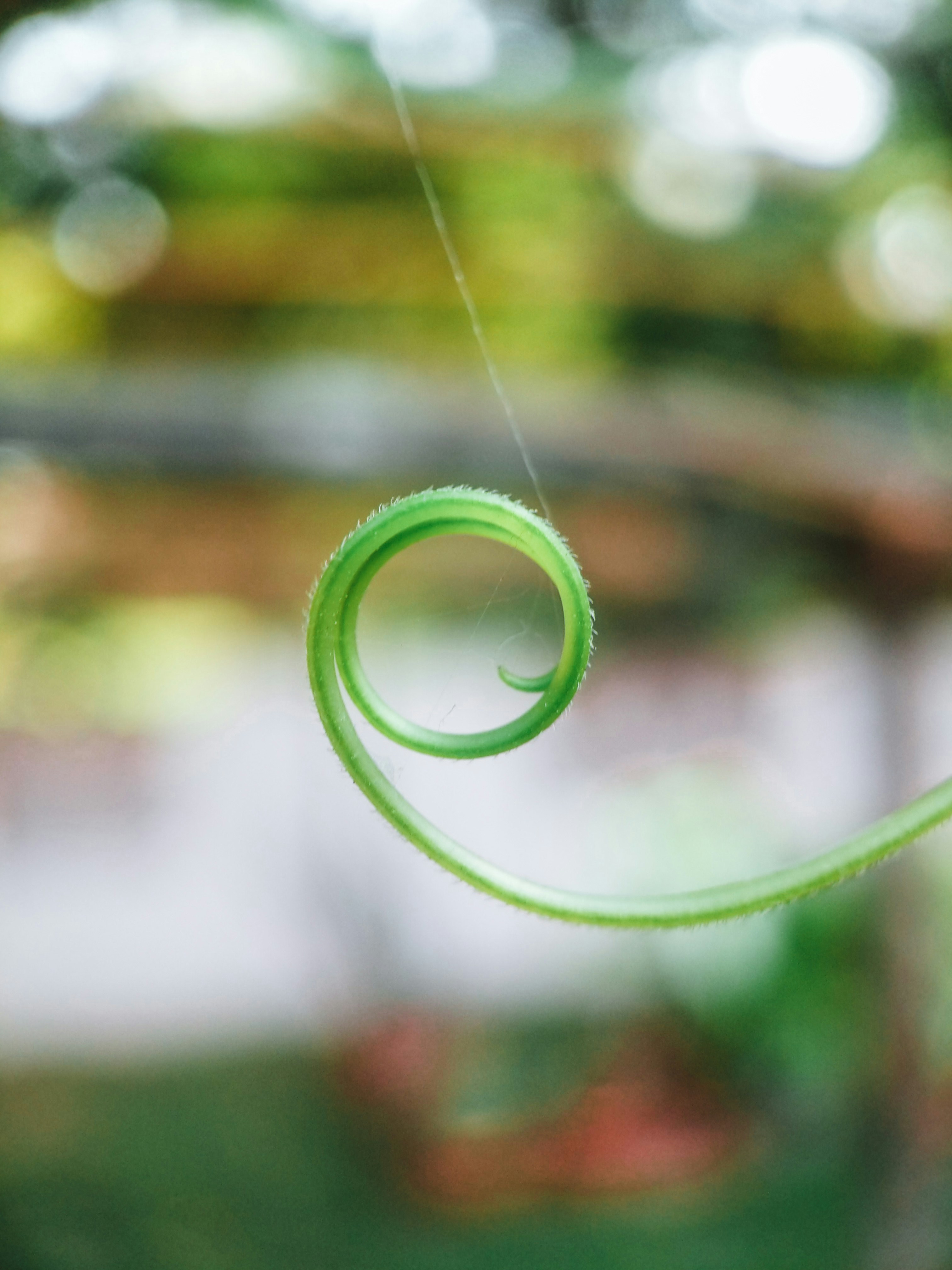 Emerald Spiral in Velvet Blur: a Tiny Tendril Unfurls