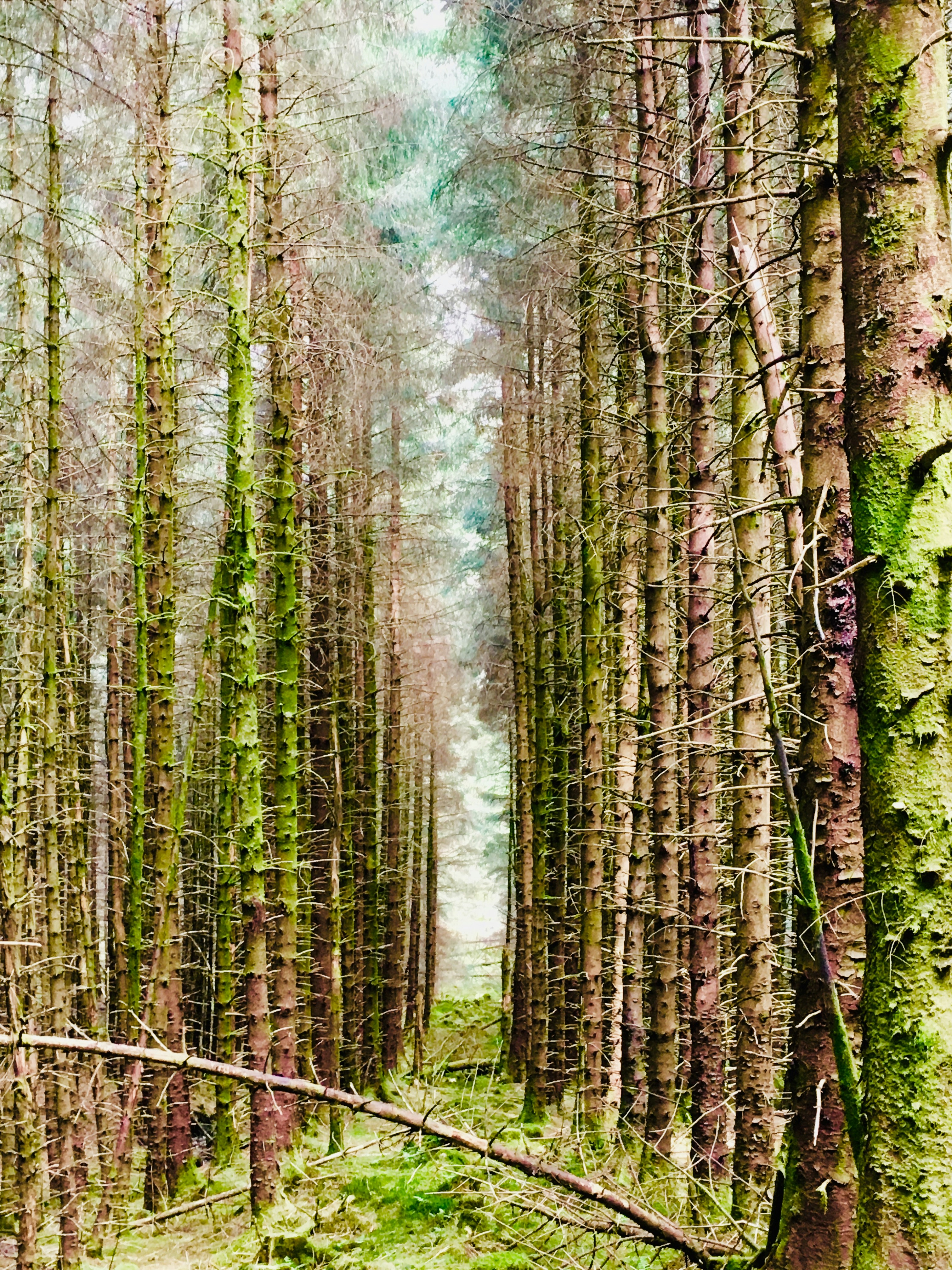 Moss-Cloaked Aisle: Pines Converging Toward Light