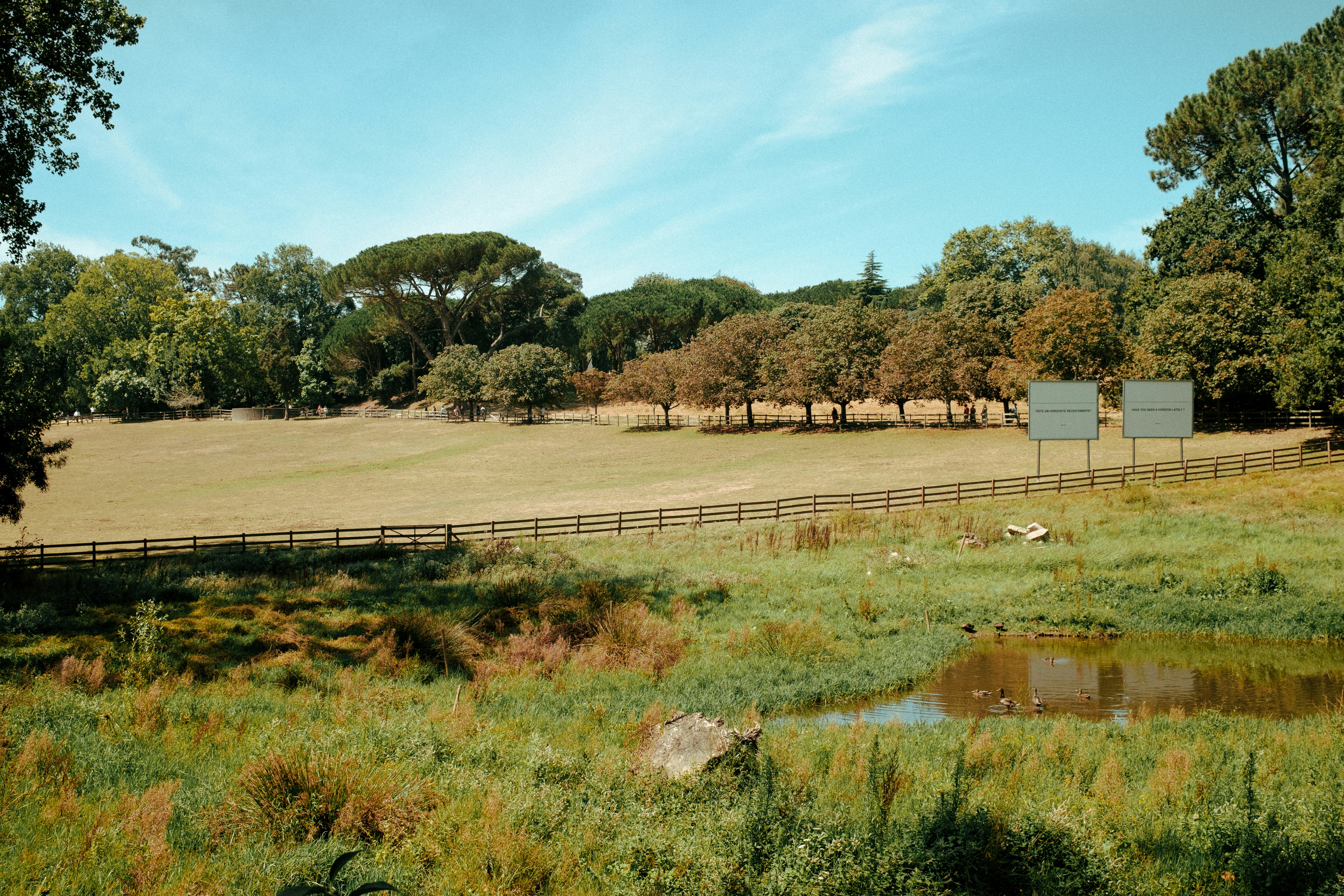 Fence-Line Harmony: Sunlit Pasture, Tiny Pond, and Distant Trees
