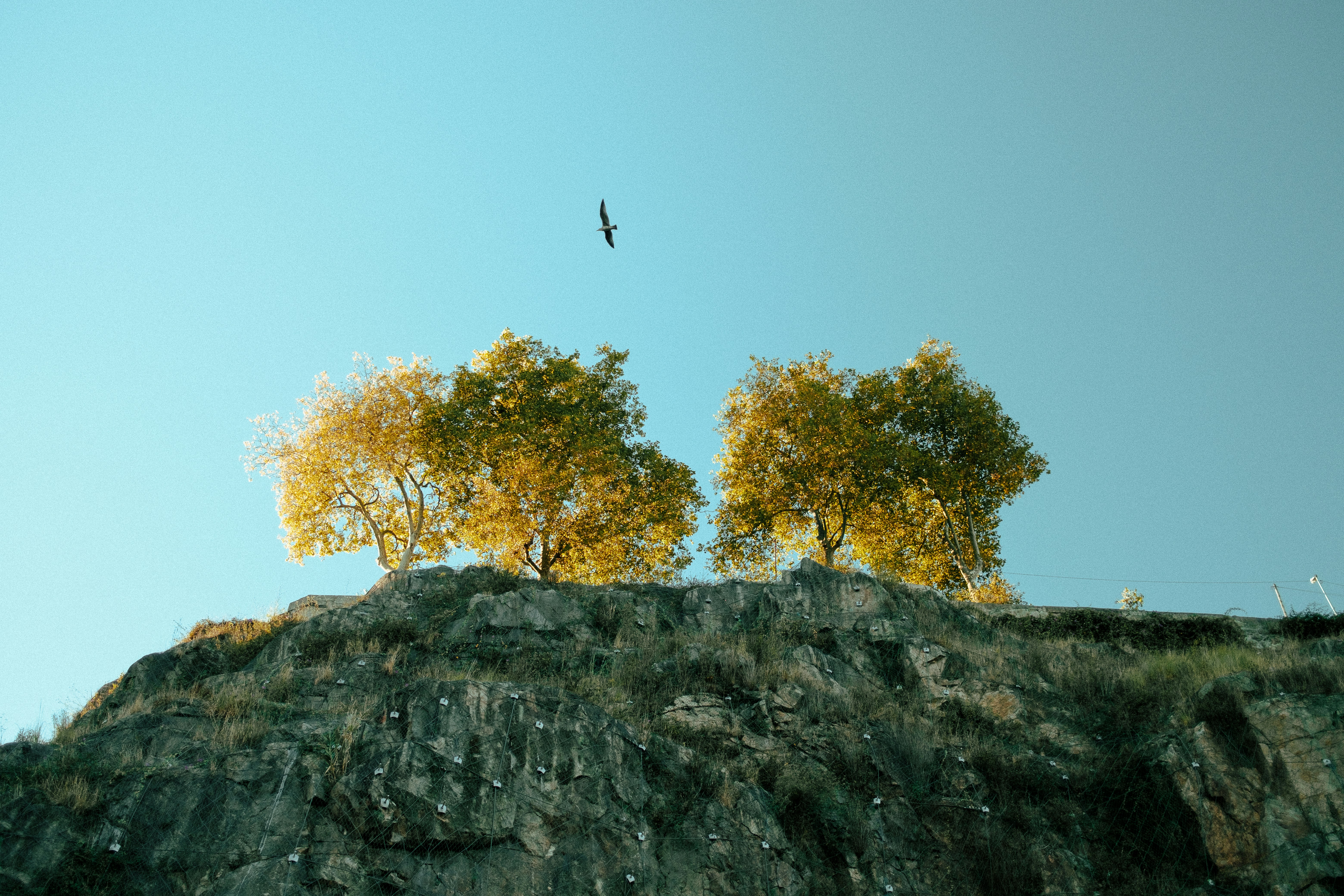 Edge of Silence: Three Trees Crown a Cliff Beneath a Cerulean Sky