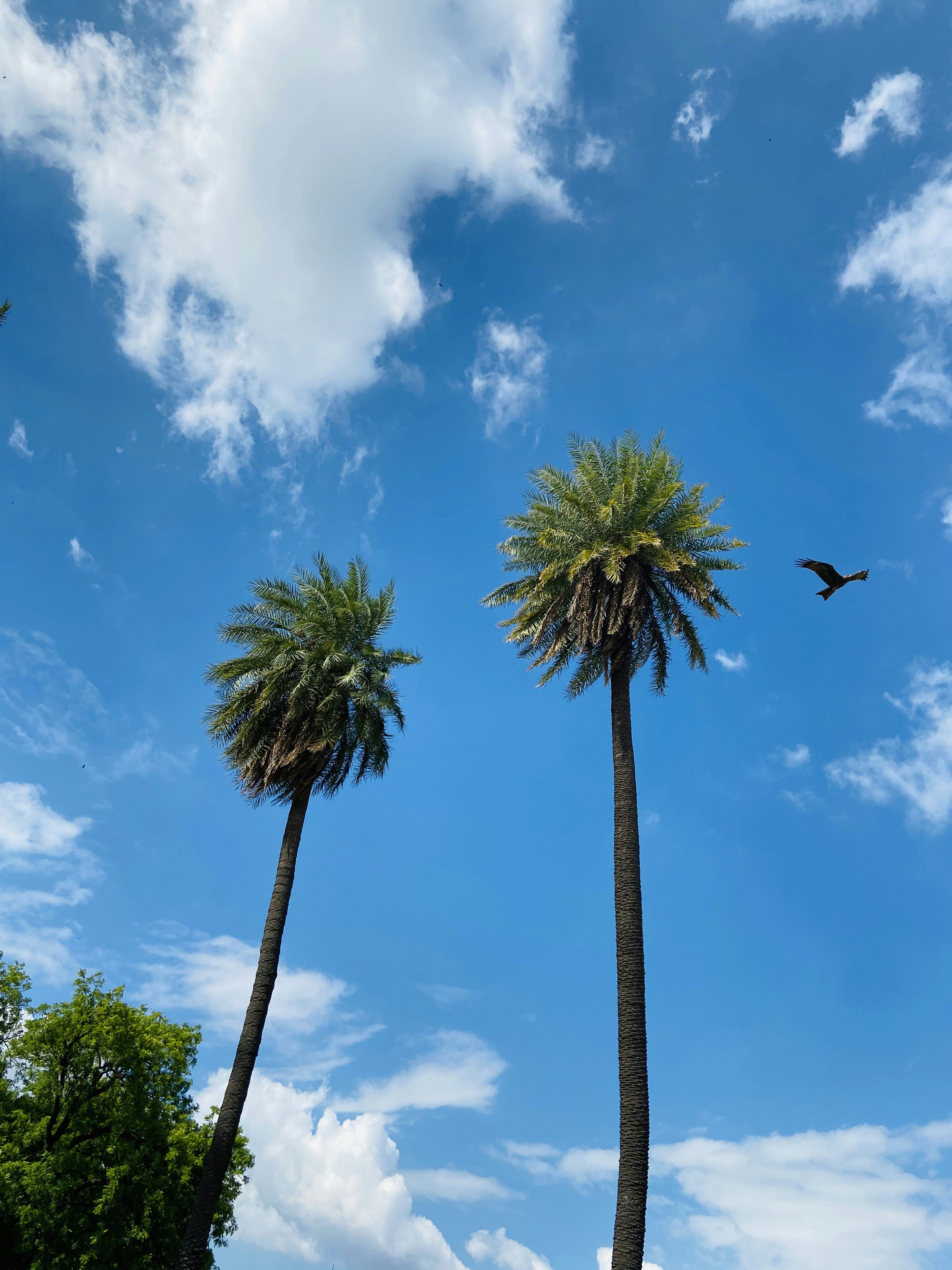 Two Tall Palms Against a Vivid Sky with a Burgeoning Bird