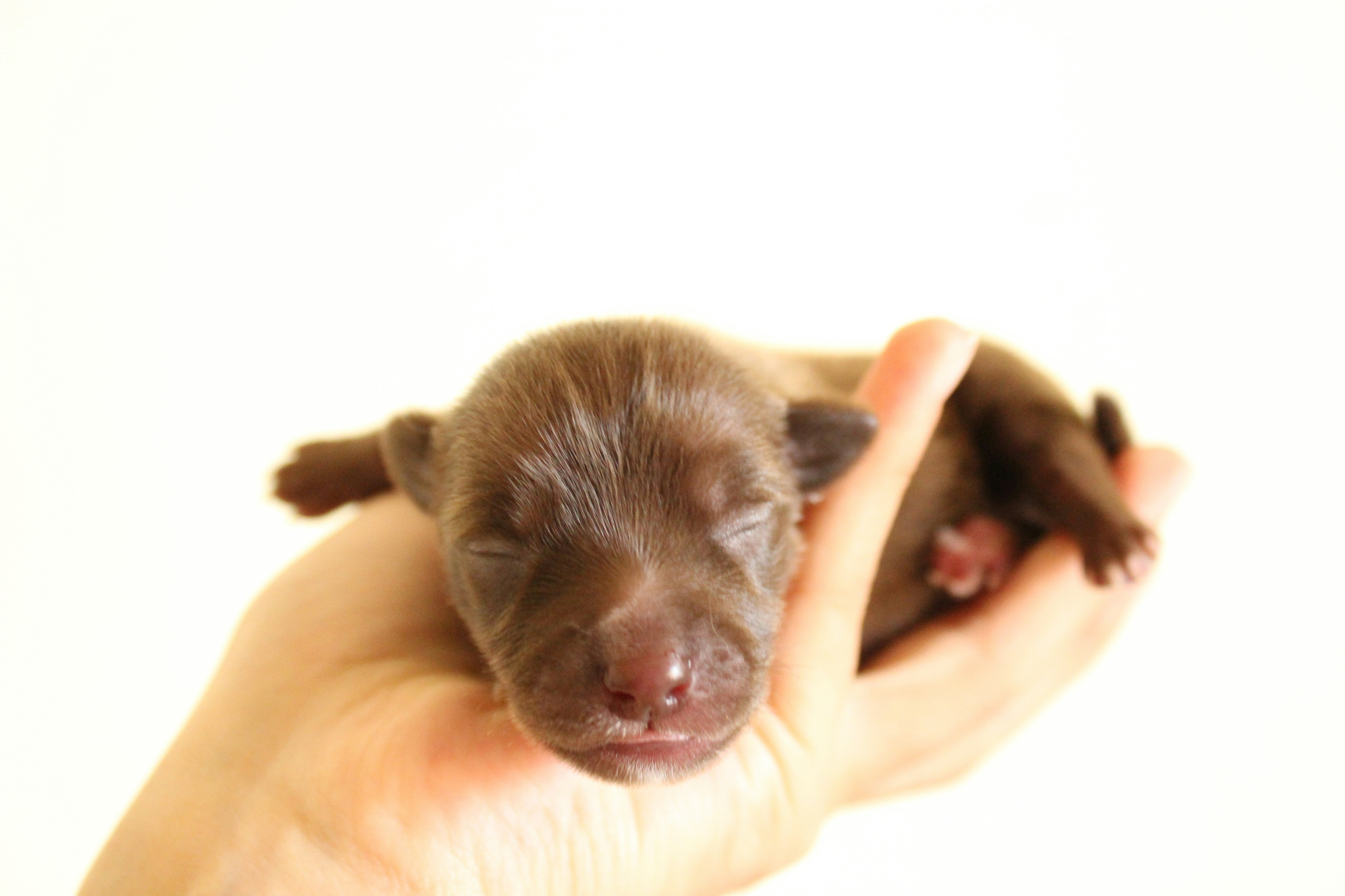 A tiny brown puppy peacefully cradled in a hand, showcasing the bond between human and pet. The soft focus highlights the puppy's features against a bright background.