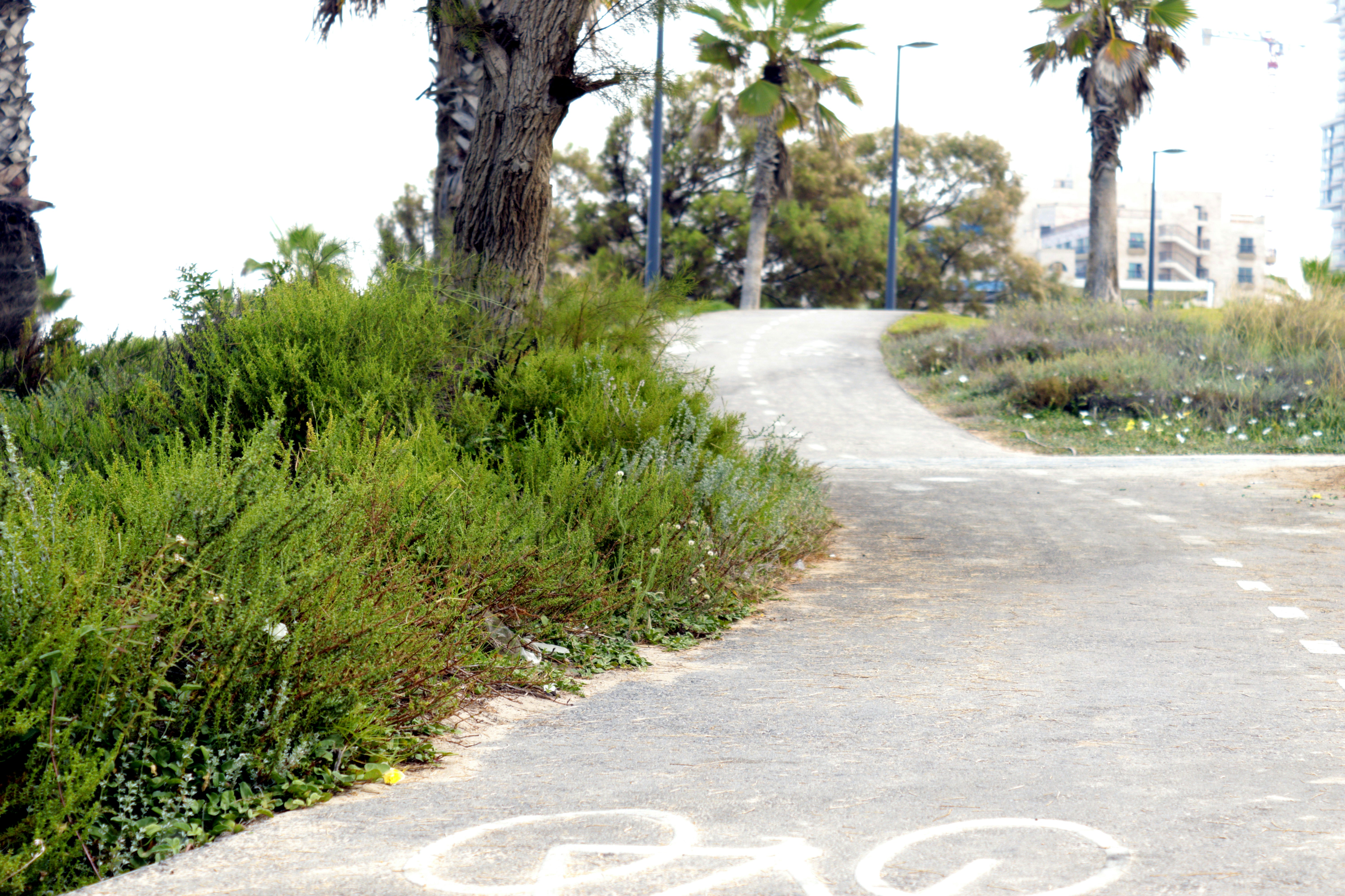 Winding Palm-Shade Bike Path: A Quiet Park Curve into the Distance