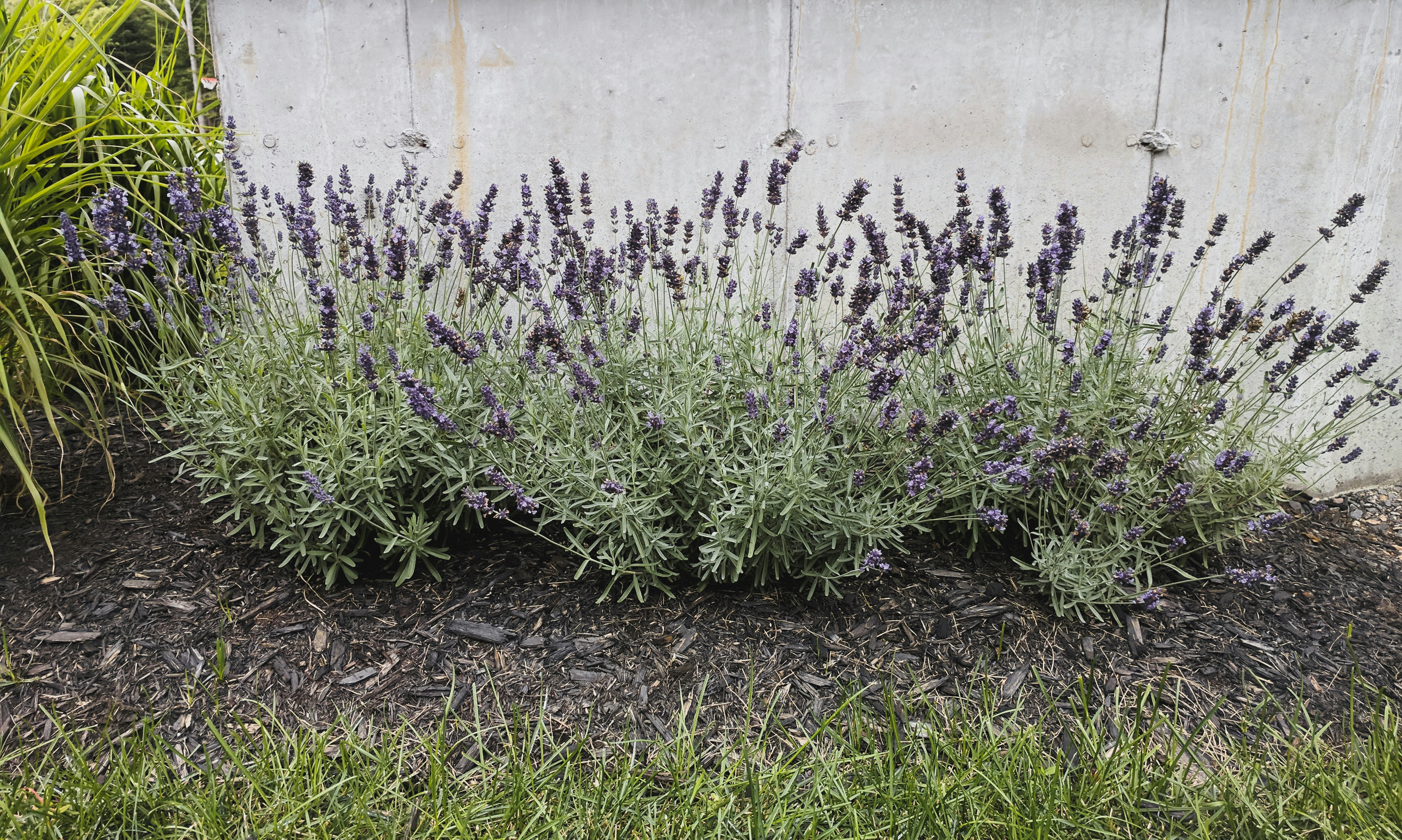 purple flower on green grass