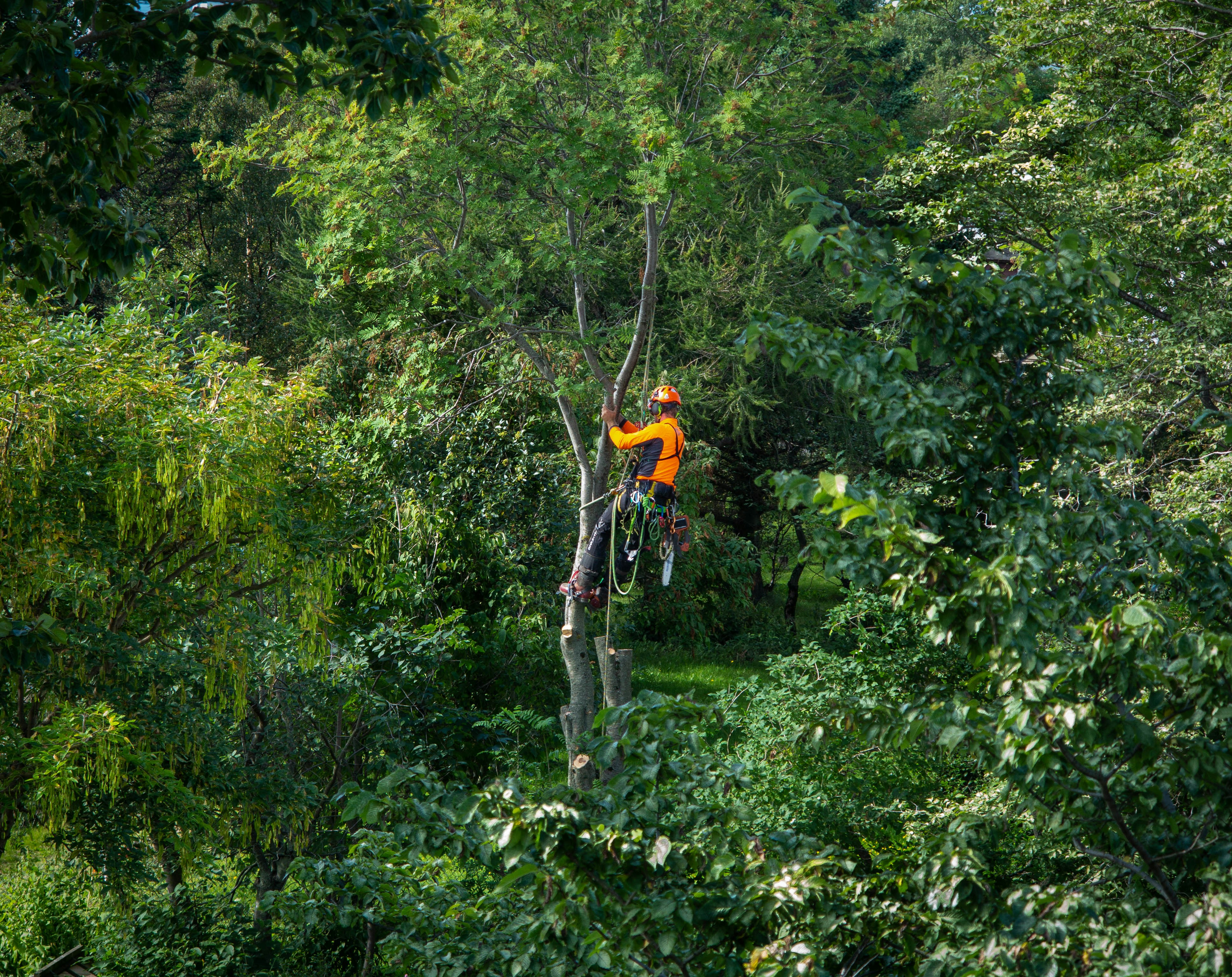 Tree climber in bright orange gear ascending a tall tree surrounded by lush green foliage.