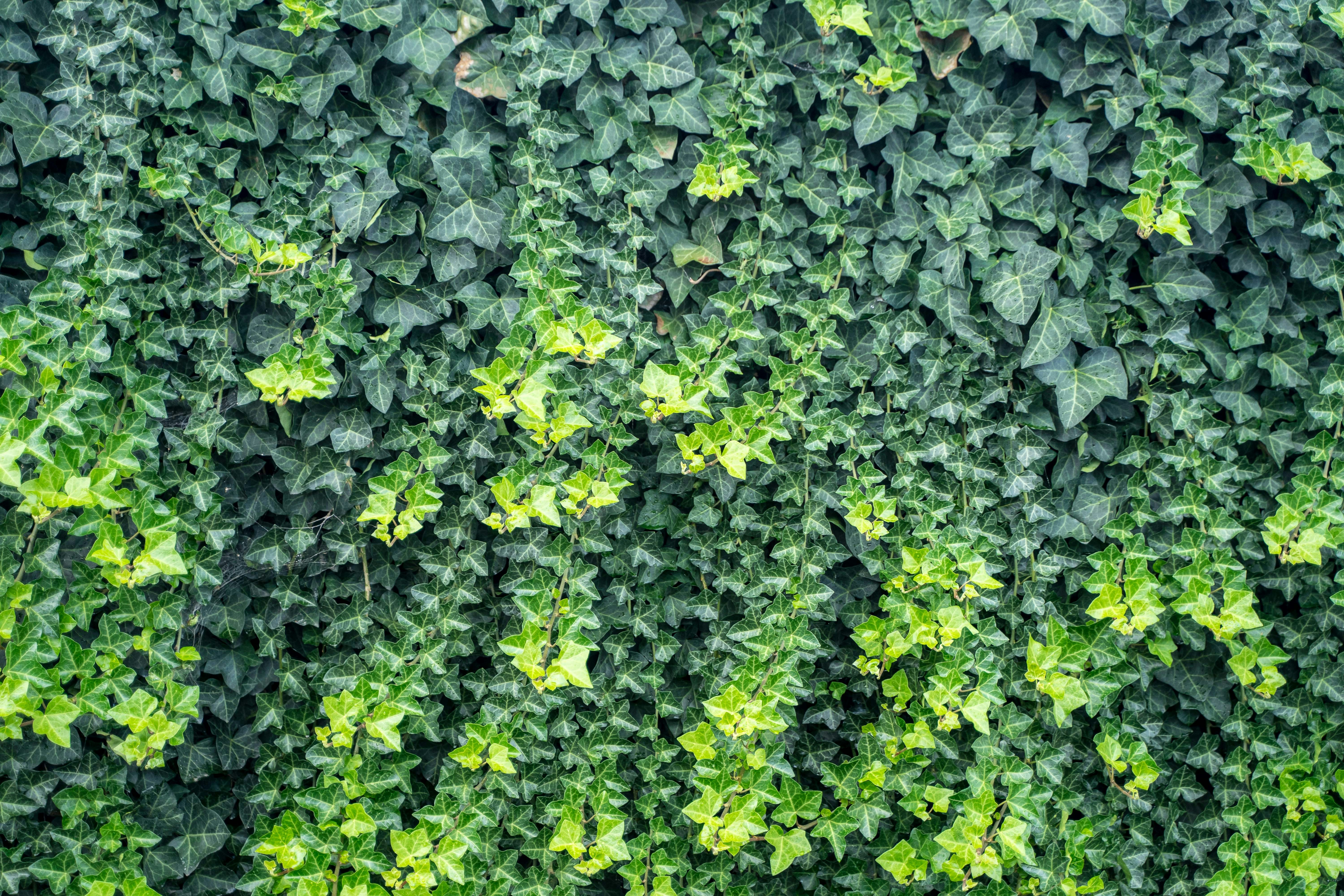 Vibrant green ivy cascading over a textured wall, showcasing the intricate patterns and color variations of the foliage.