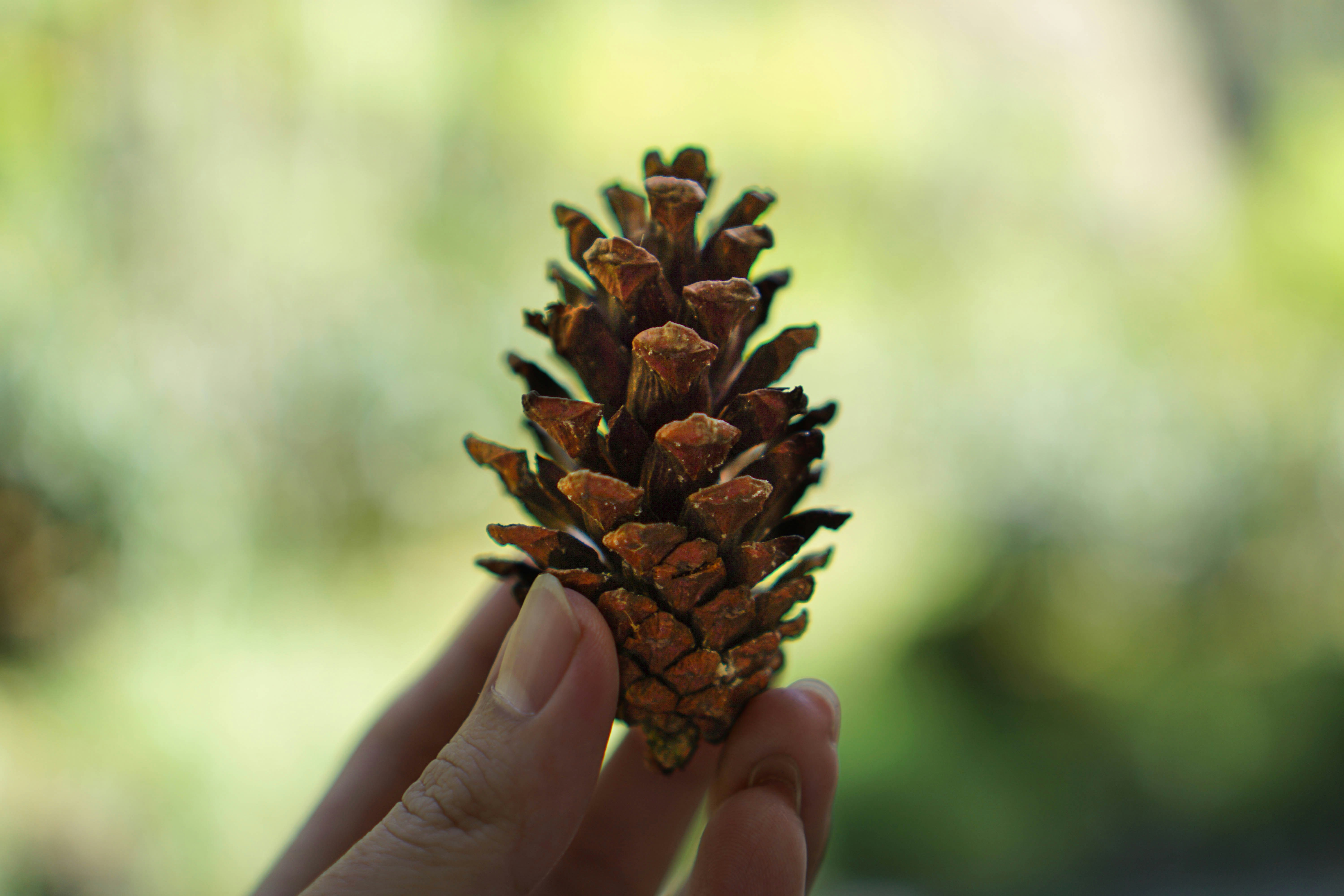 A hand holding a pine cone, showcasing its detailed scales against a blurred natural background. The focus highlights the textures and colors of the cone.