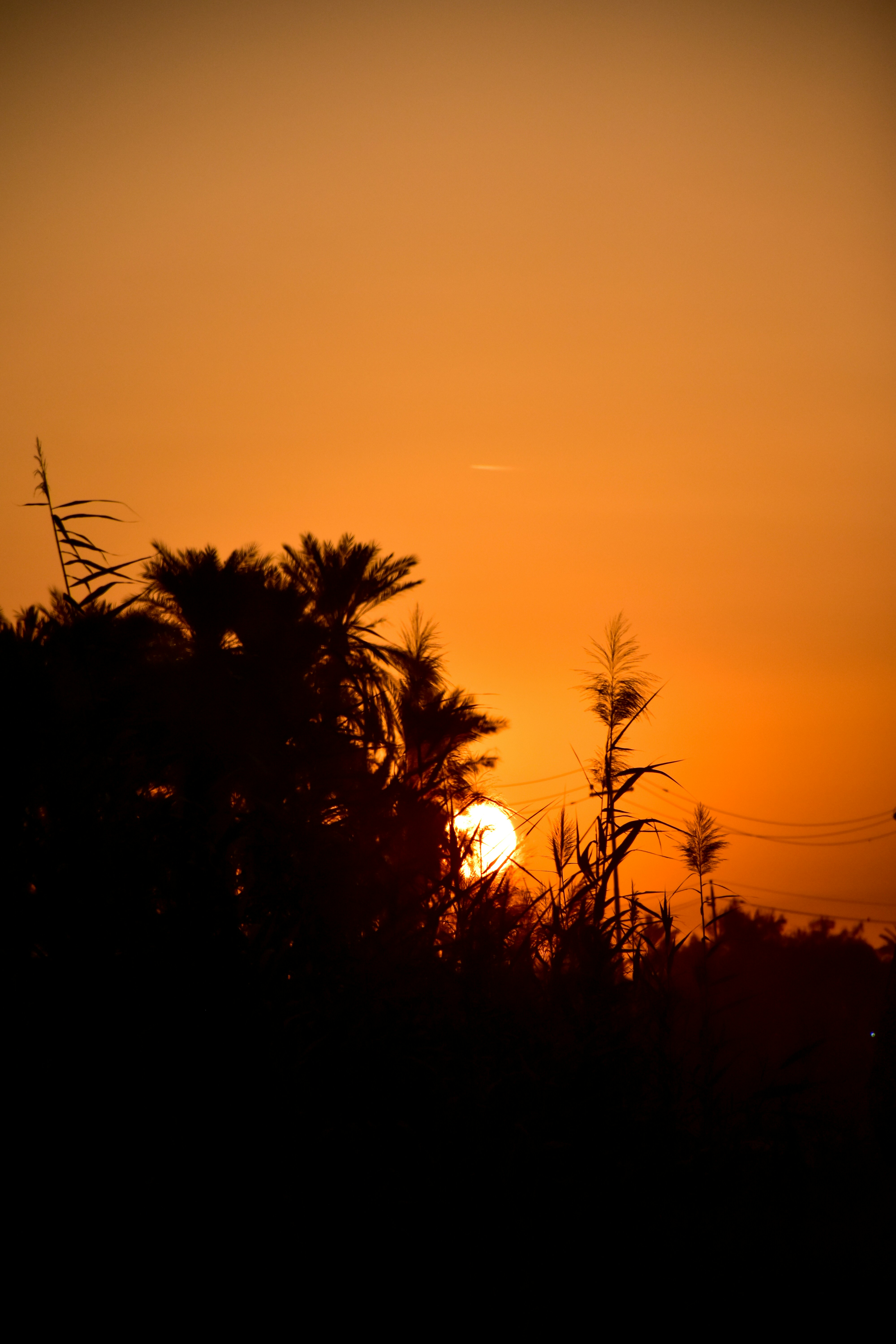 silhouette of trees during sunset