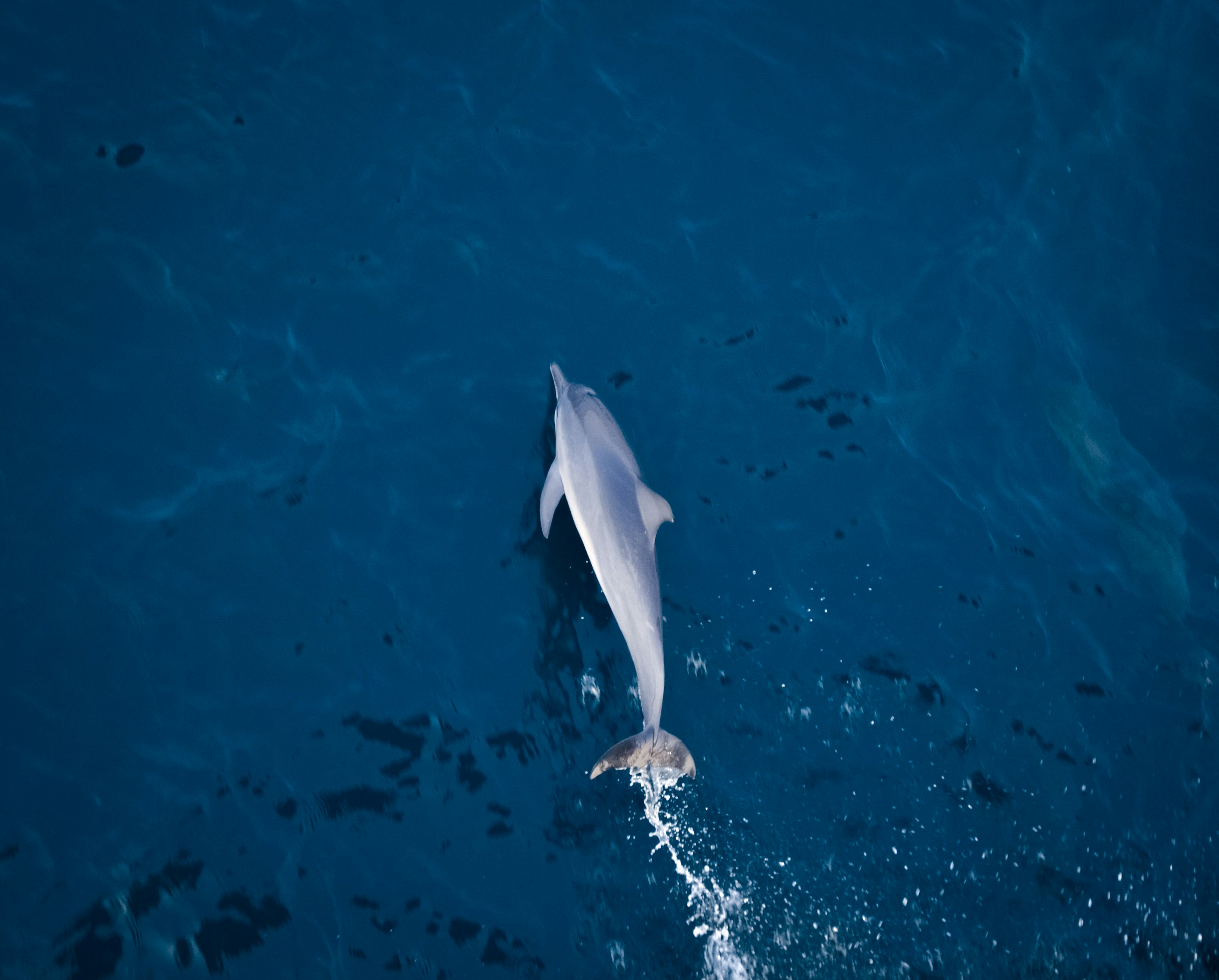 White and gray dolphin in blue water photo – Free Indonesia Image on ...