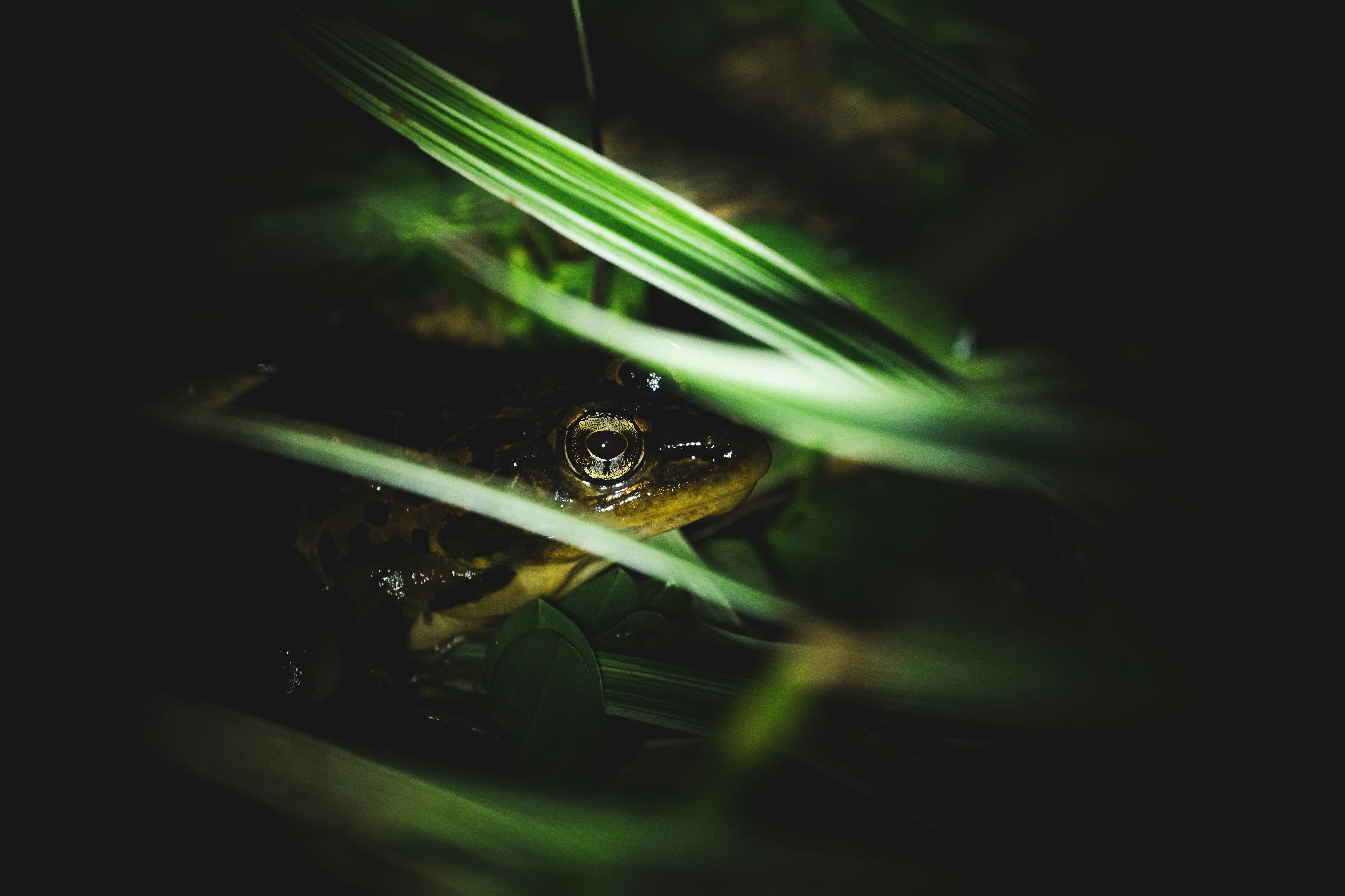 Veil of Green: a Frog's Watchful Gaze in Shadowed Understory
