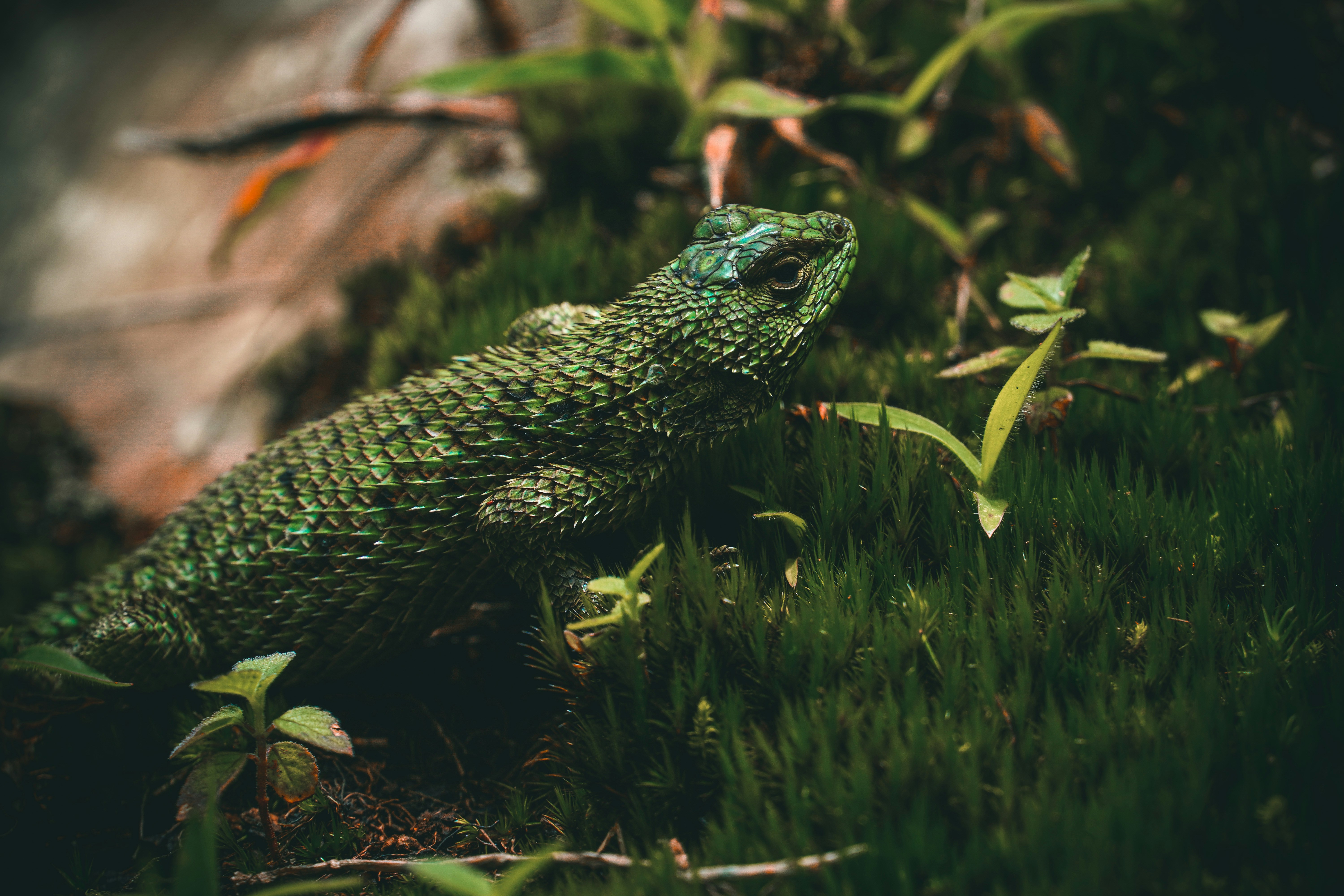 A vibrant green lizard camouflaged among lush moss and foliage. The intricate textures of its scales contrast beautifully with the surrounding greenery.