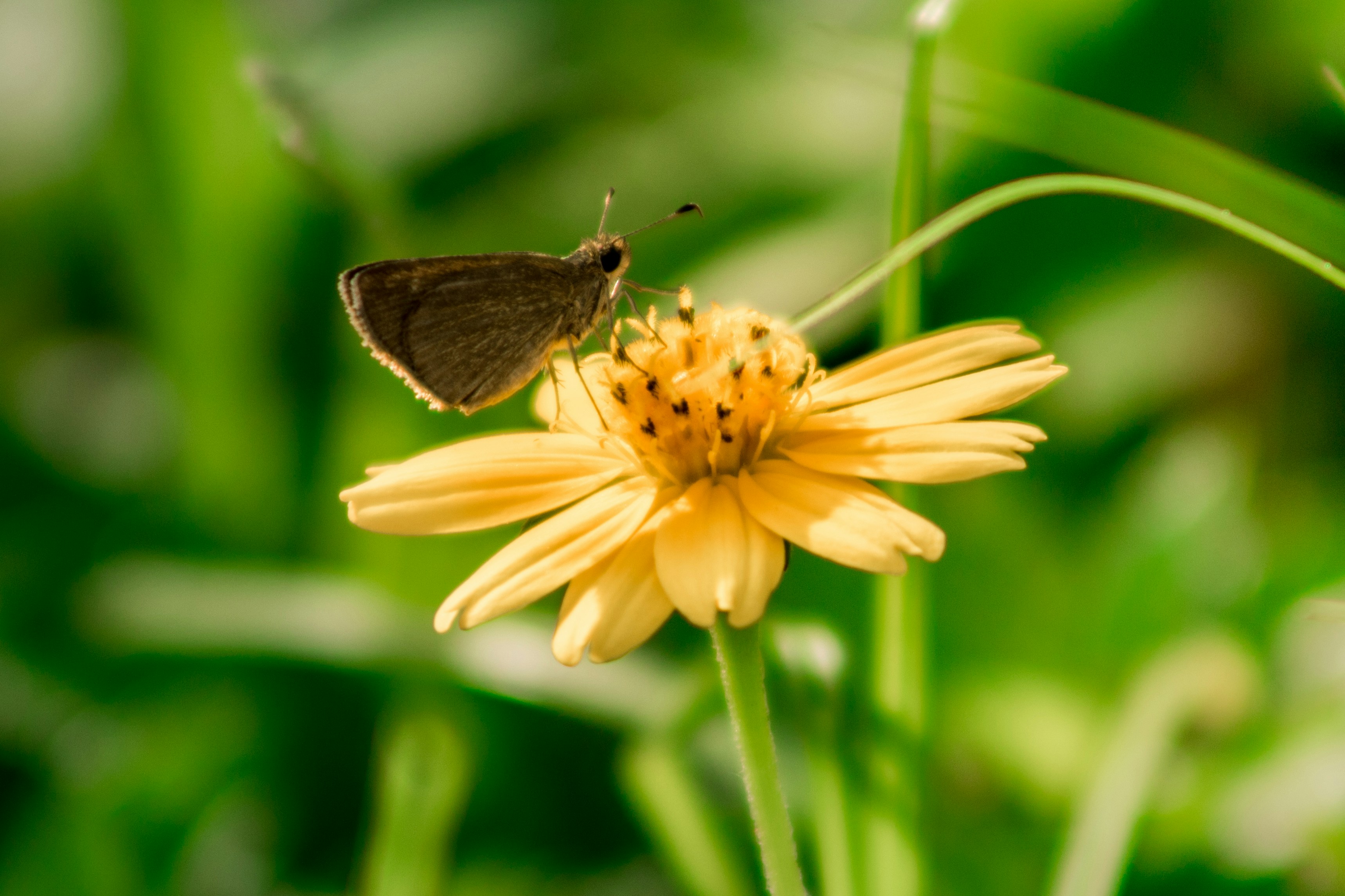 Winged Pause on a Sunlit Daisy Amid Quiet Green
