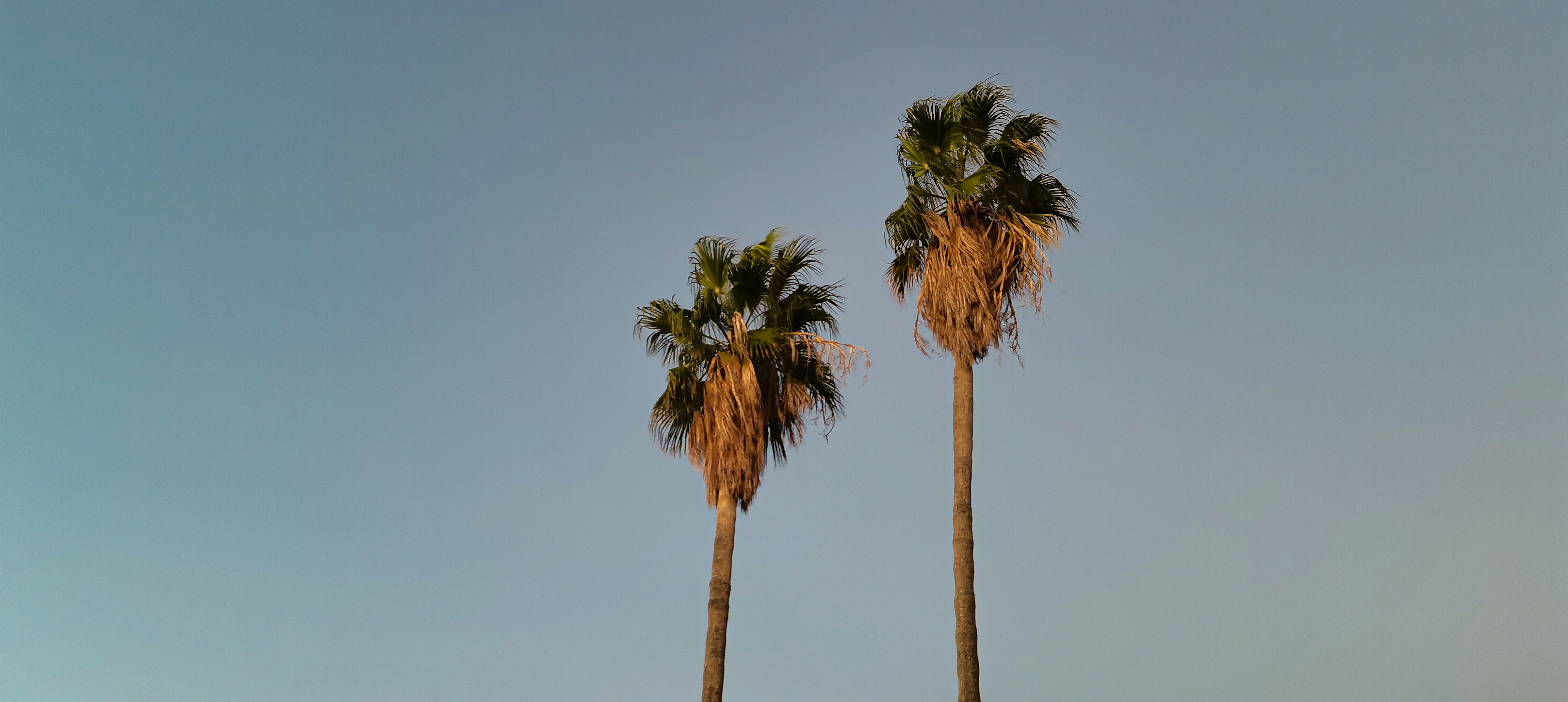 Two tall palm trees with lush green tops set against a cloudless blue sky.