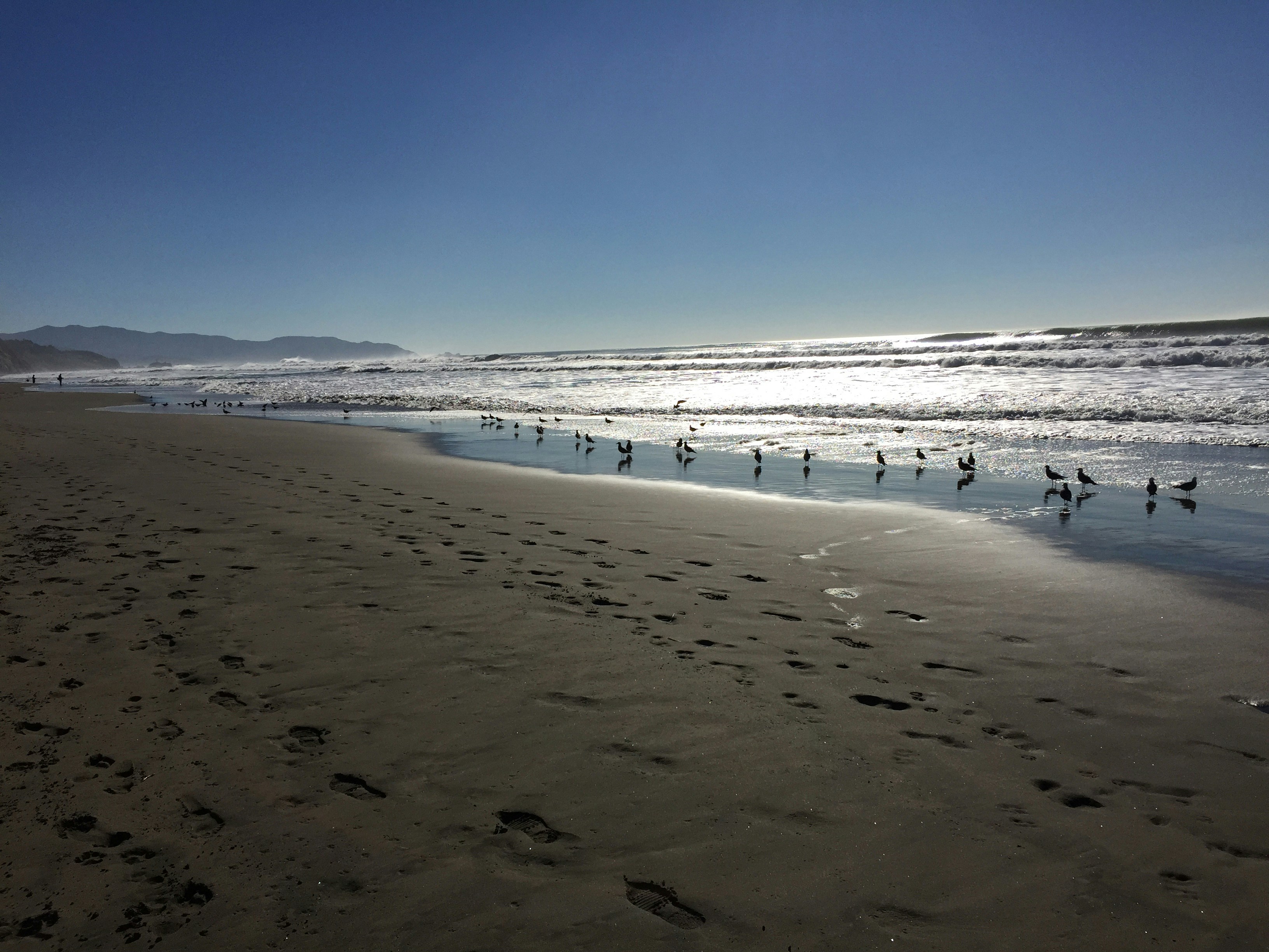 Shoreline Cadence: Seabirds Tracing the Tide at a Quiet Beach