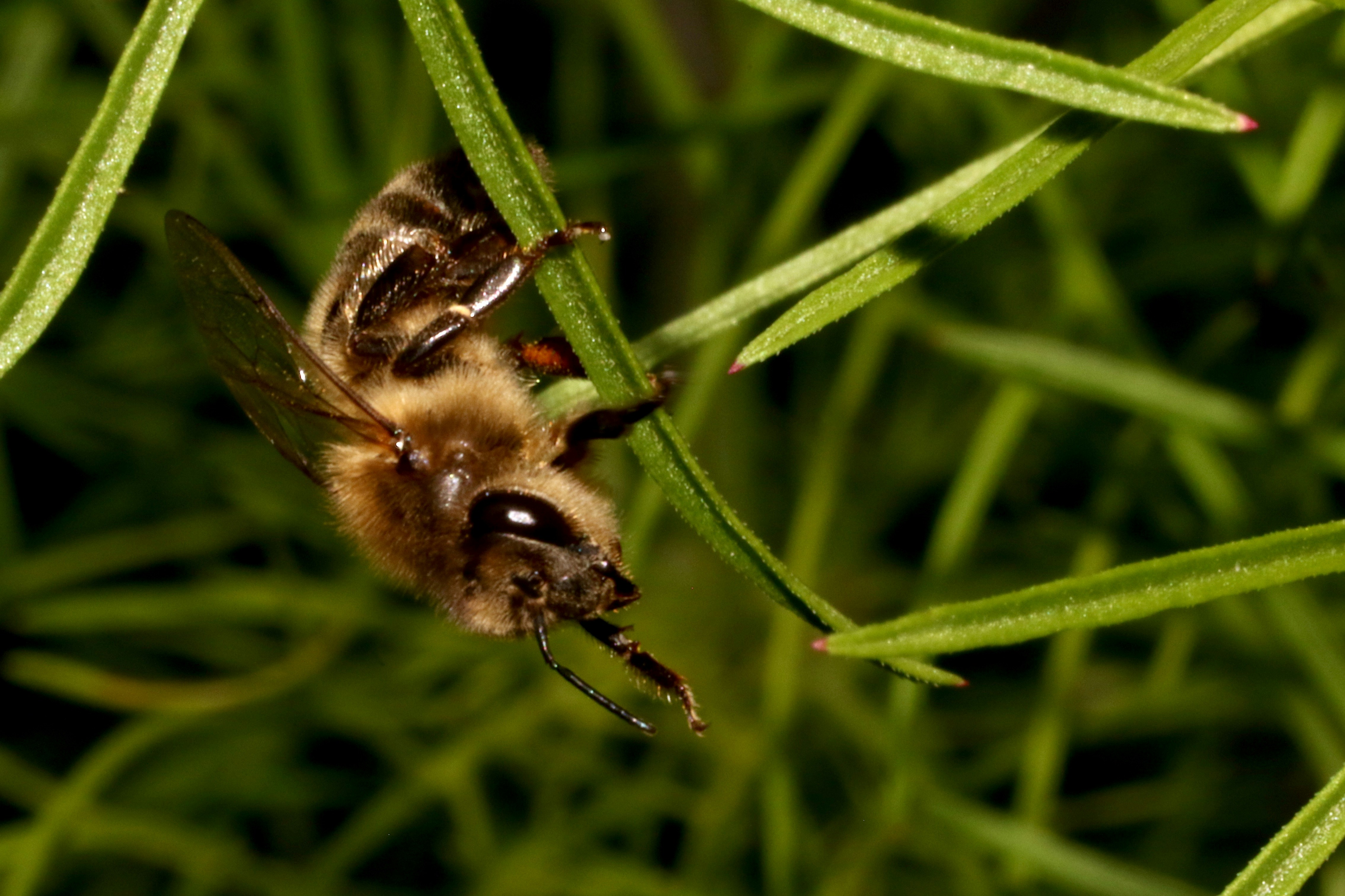 Honey bee perched on a green leaf, showcasing its intricate features against a blurred backdrop of foliage.