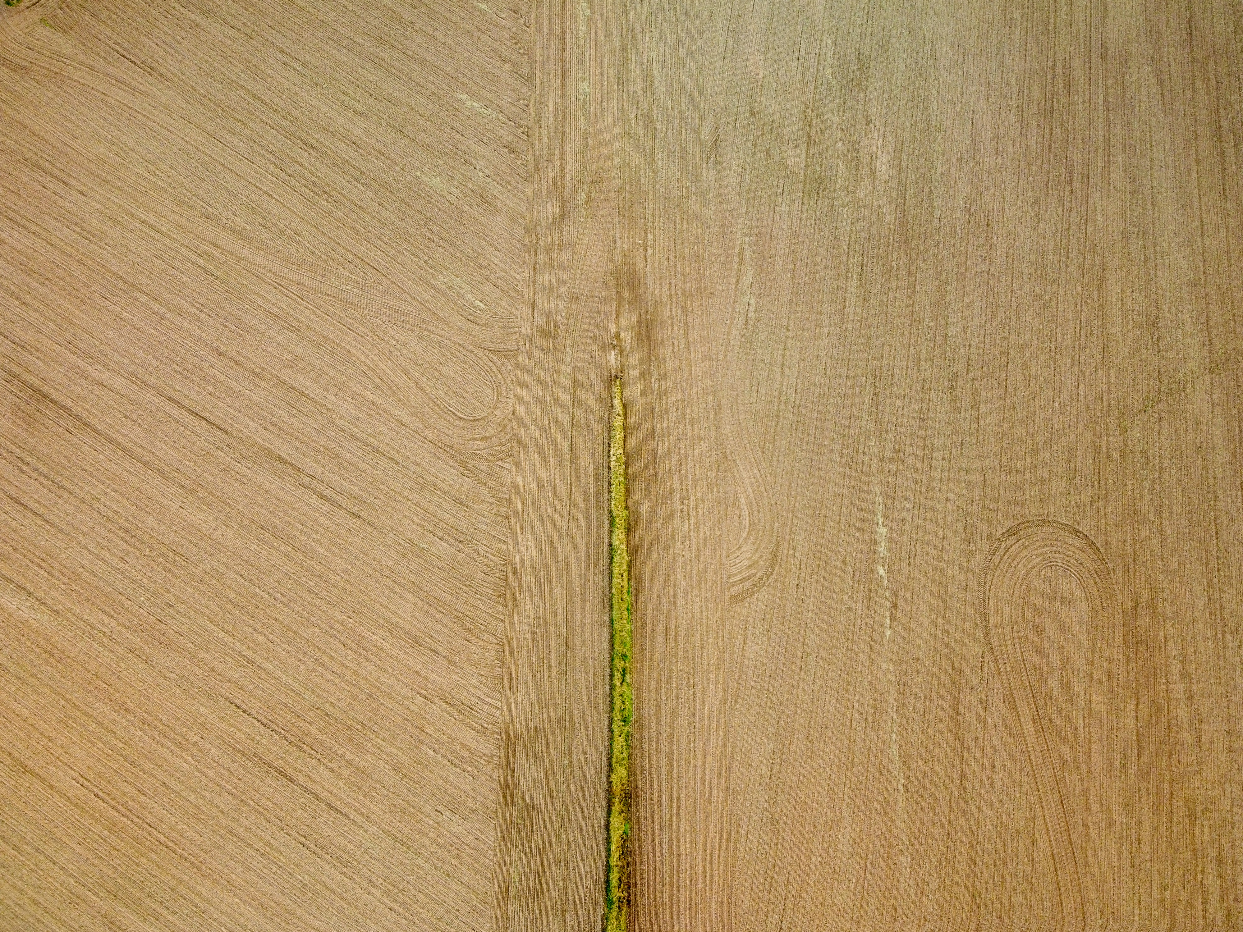 Close-up of wooden surface with a distinct green line running vertically.