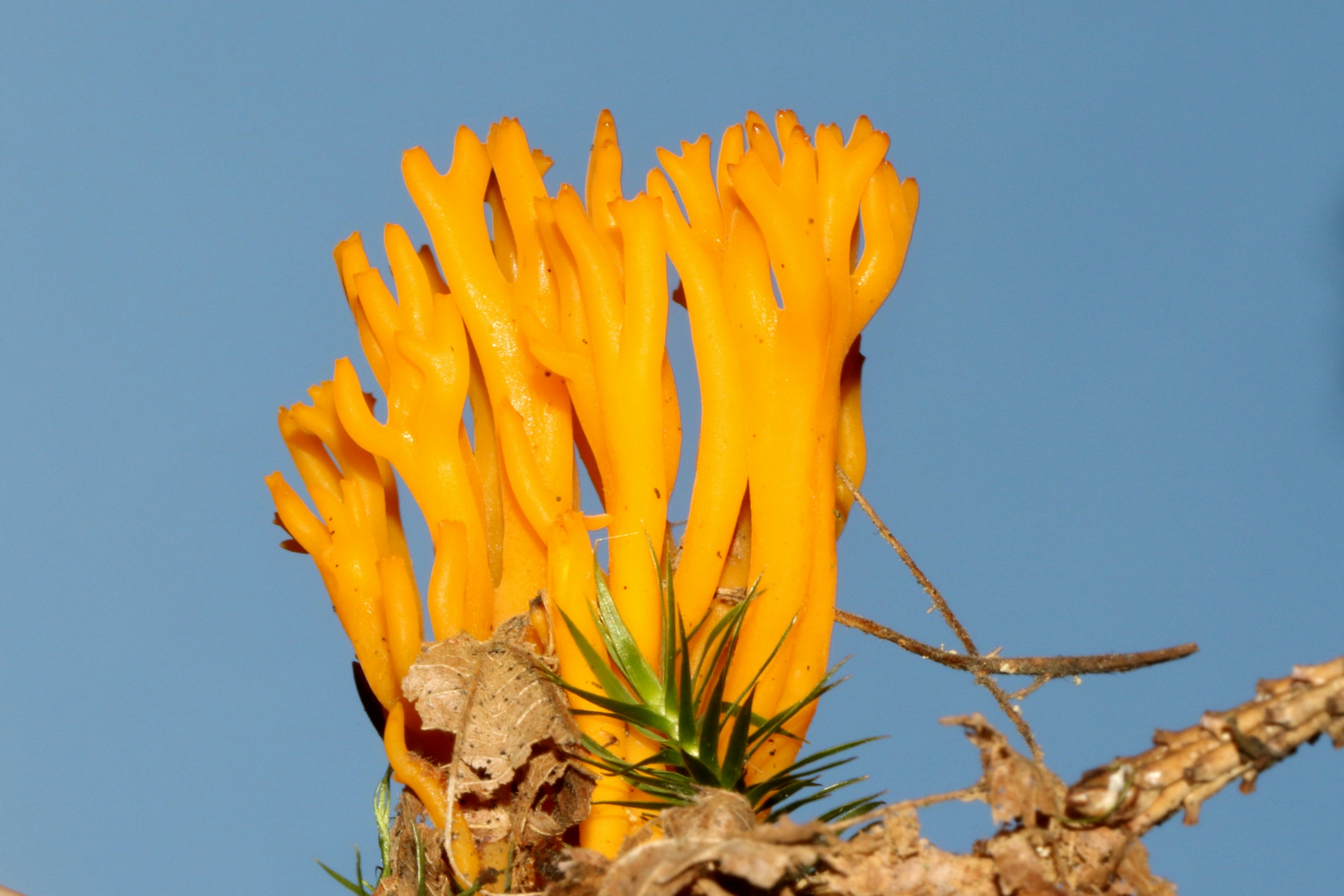 Yellow Staghorn Fungus
