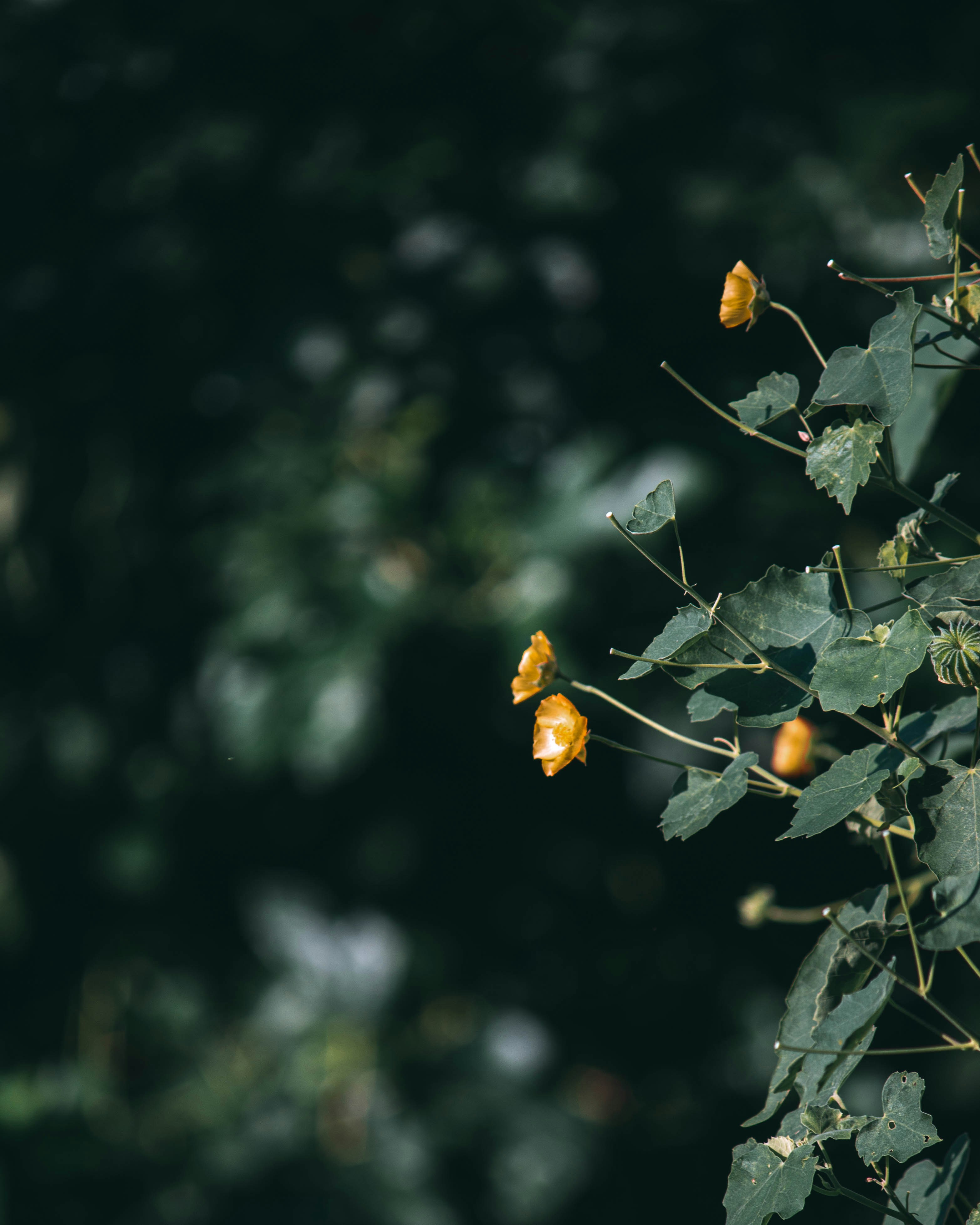 Yellow blossoms cling to a leafy tendril against a shadowed garden backdrop