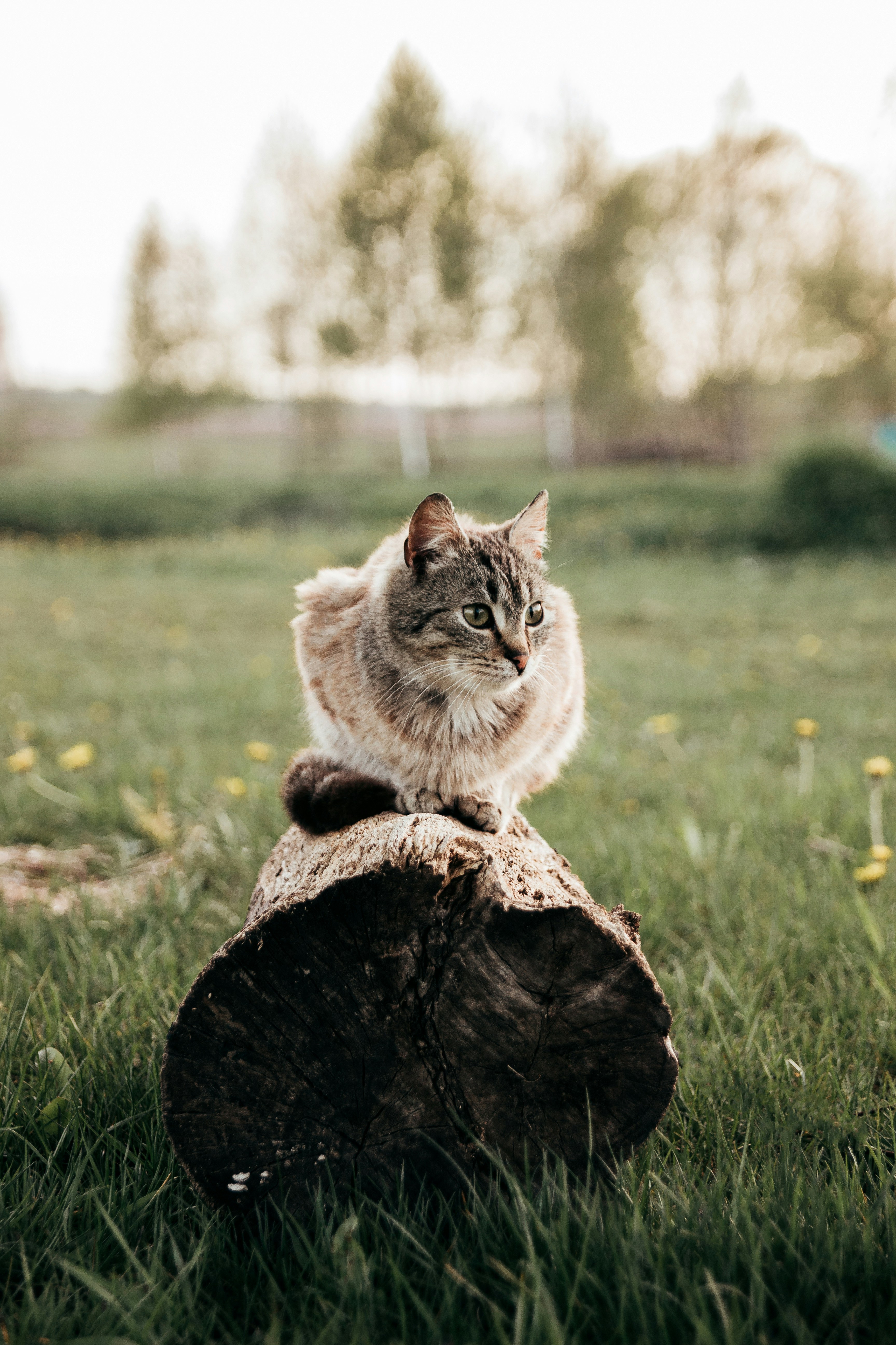 brown and white cat on brown log