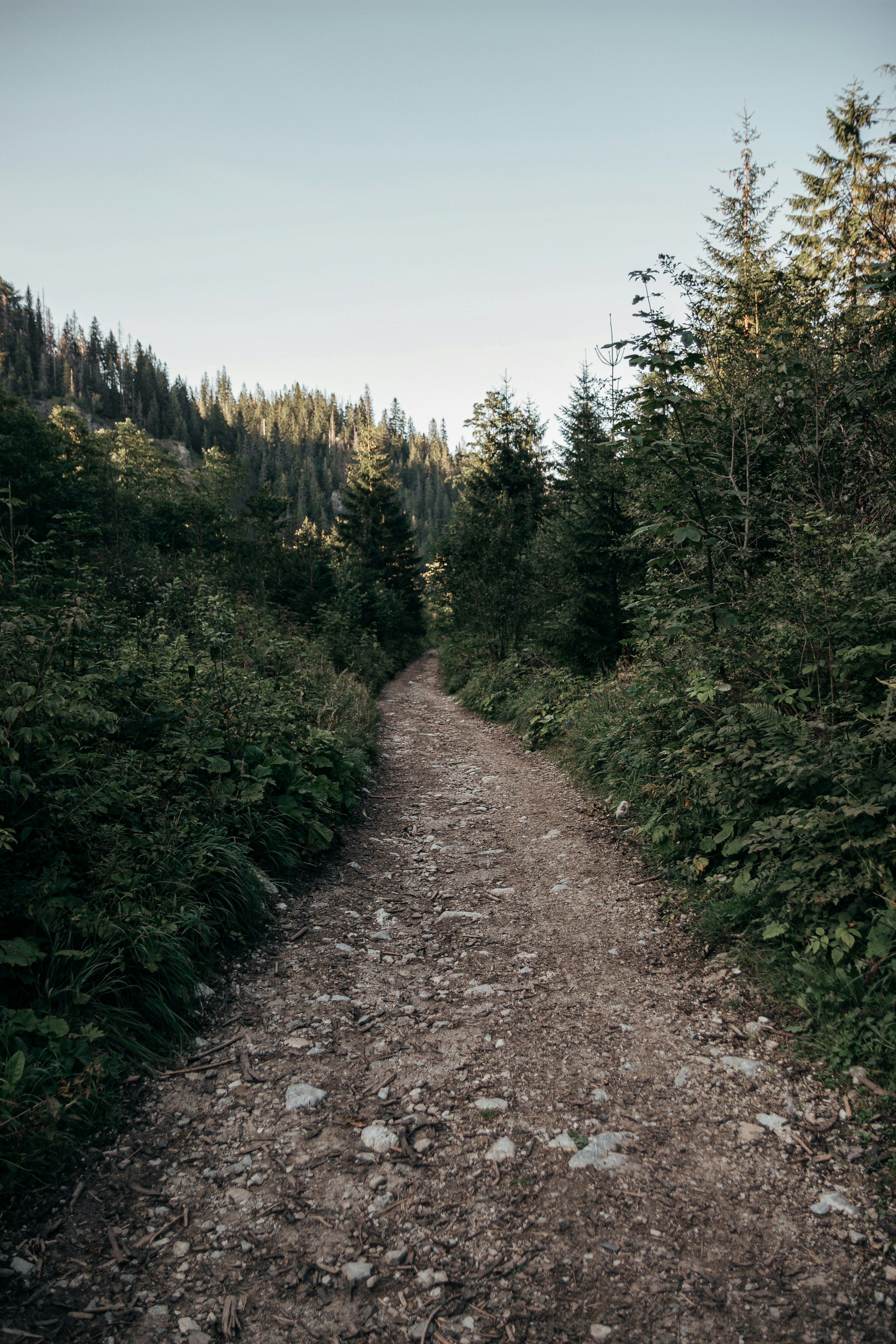 Winding dirt path through lush greenery, flanked by towering trees under a clear sky. The scene invites exploration and tranquility.