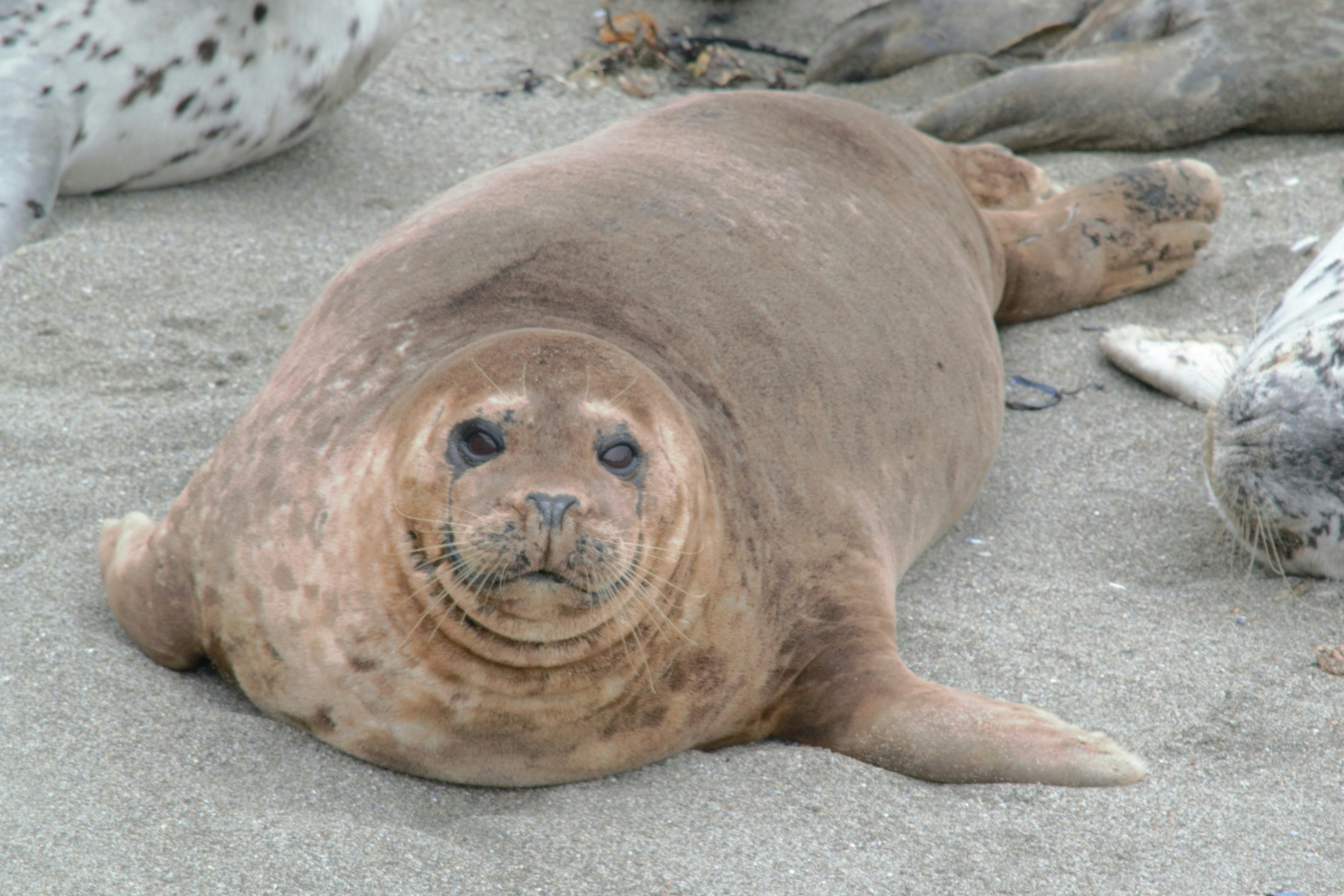 Foca acostada sobre arena gris durante el día foto – Imagen de Foca de ...