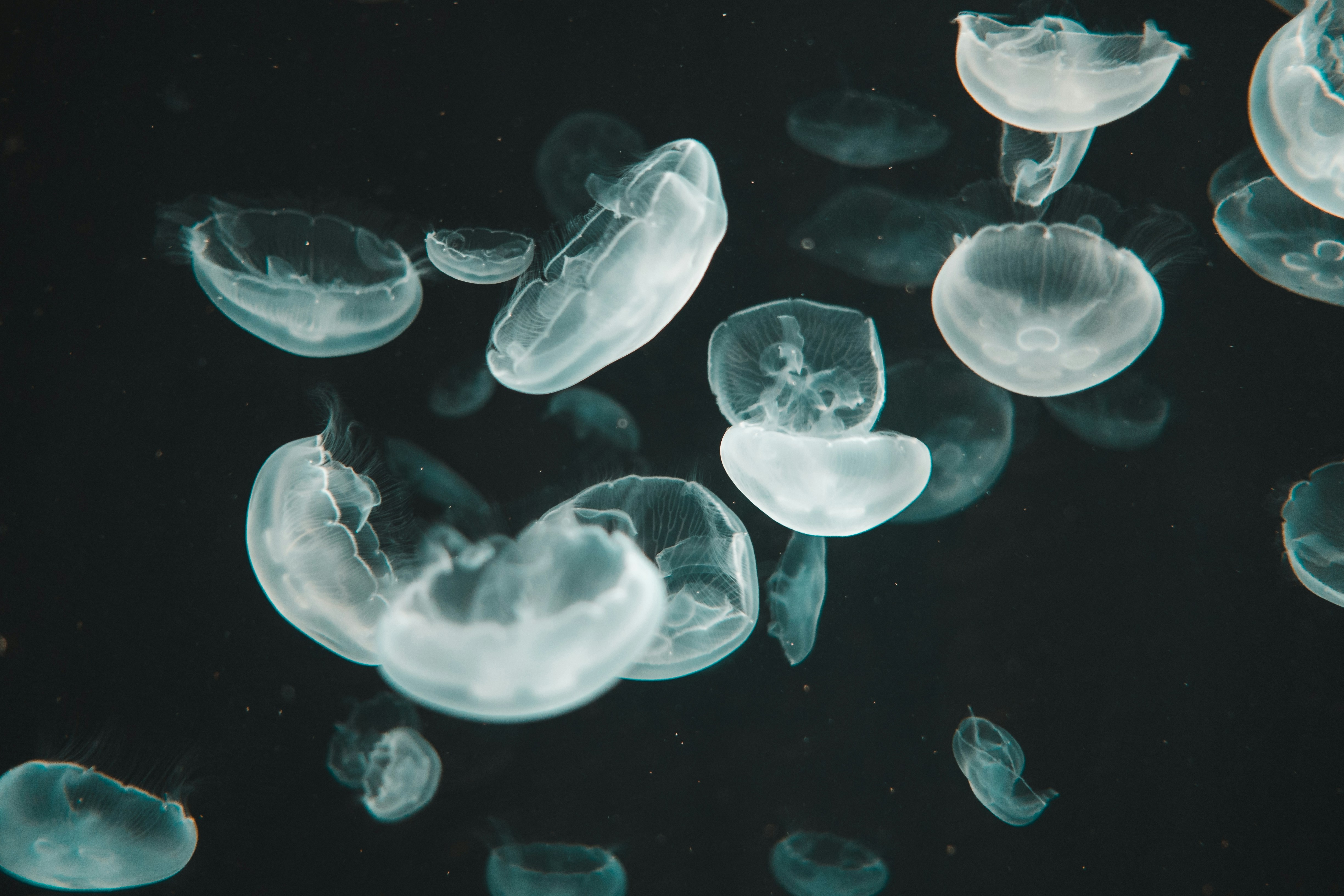 White and black jellyfish on water photo – Free Kyoto Image on Unsplash