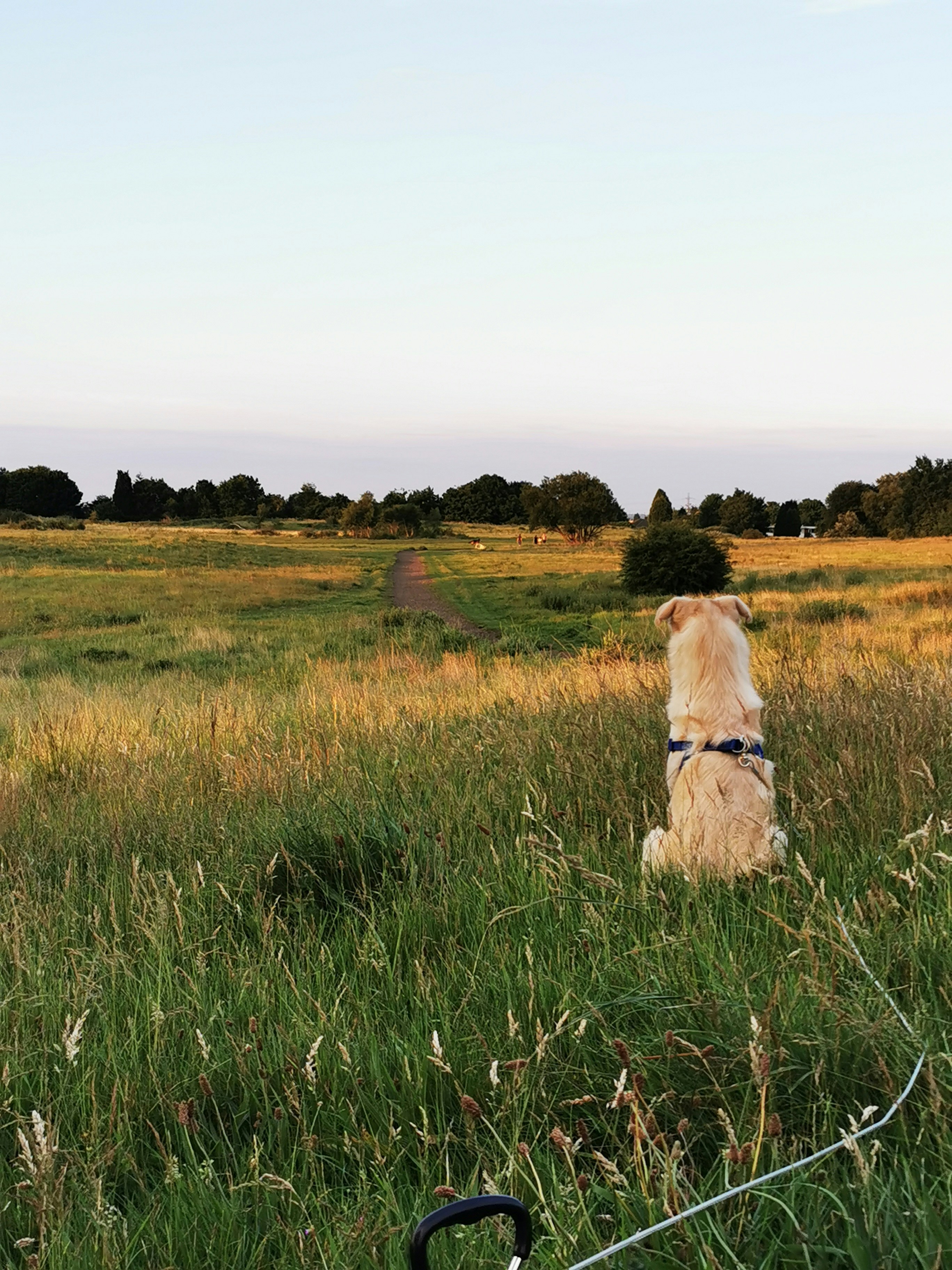 Evening Watcher in a Sunlit Meadow