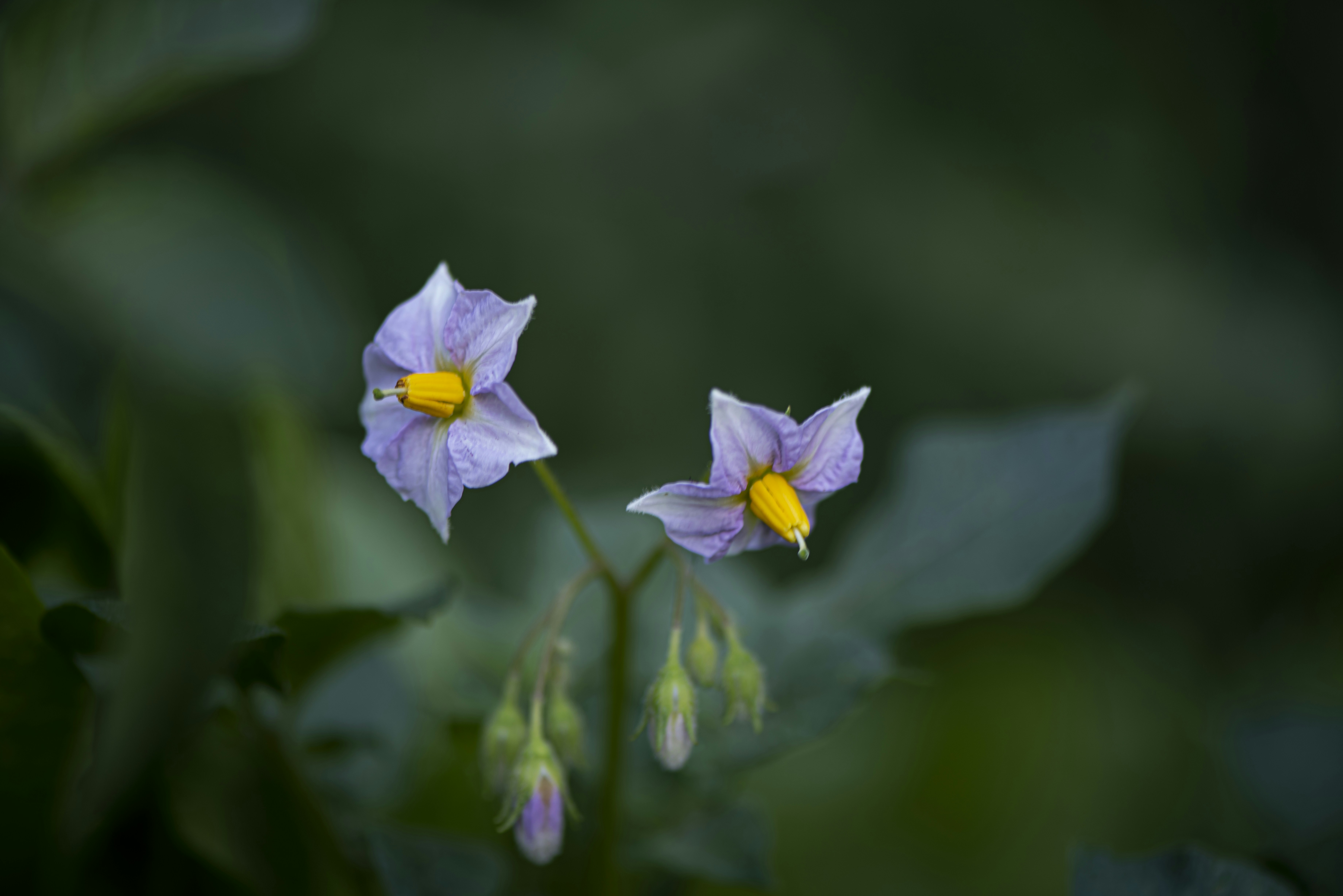 purple flower in tilt shift lens