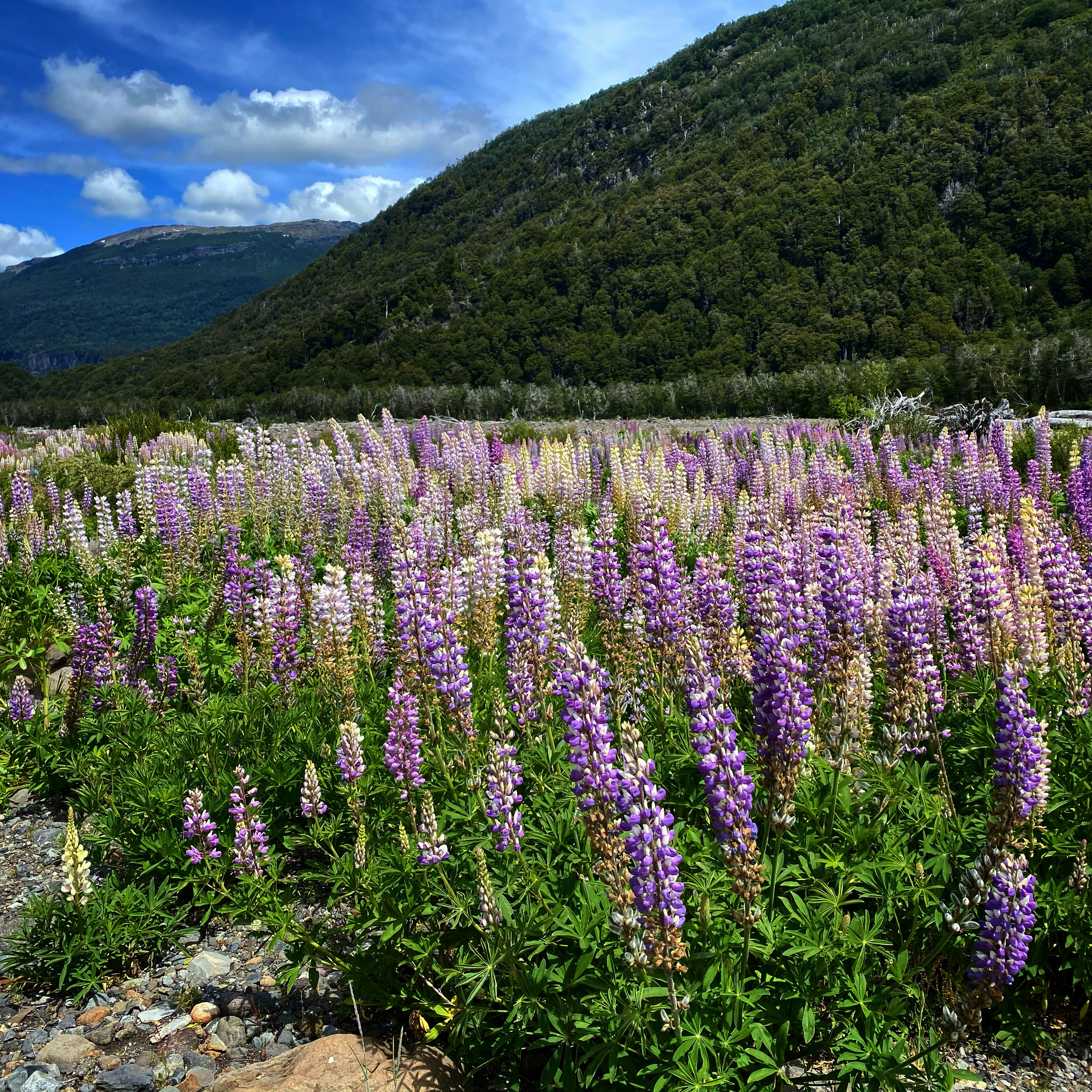 Lavender-tinged Field at Sunset Ridge