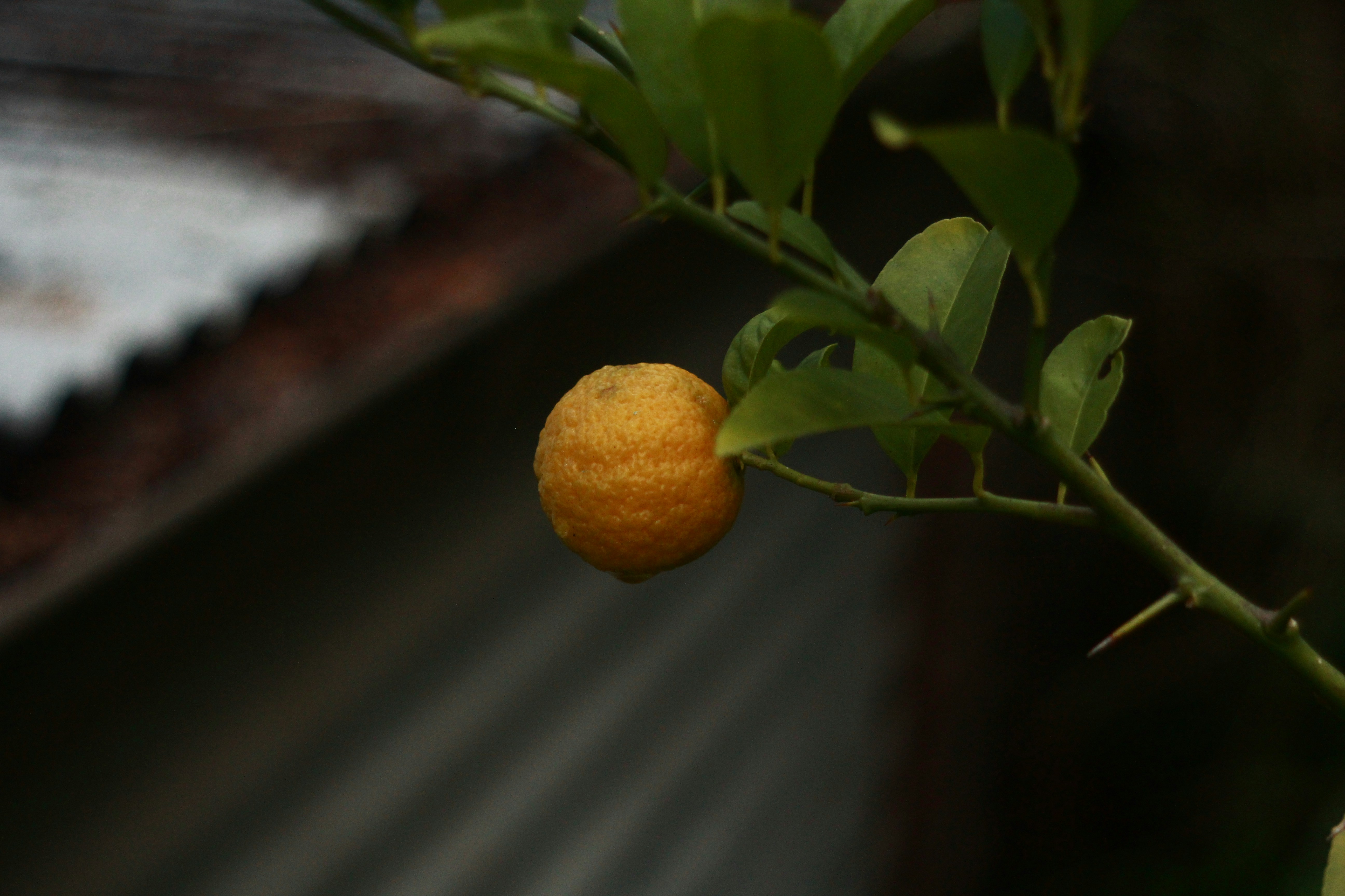 A ripe lemon hanging from a branch surrounded by lush green leaves, set against a blurred rustic background.