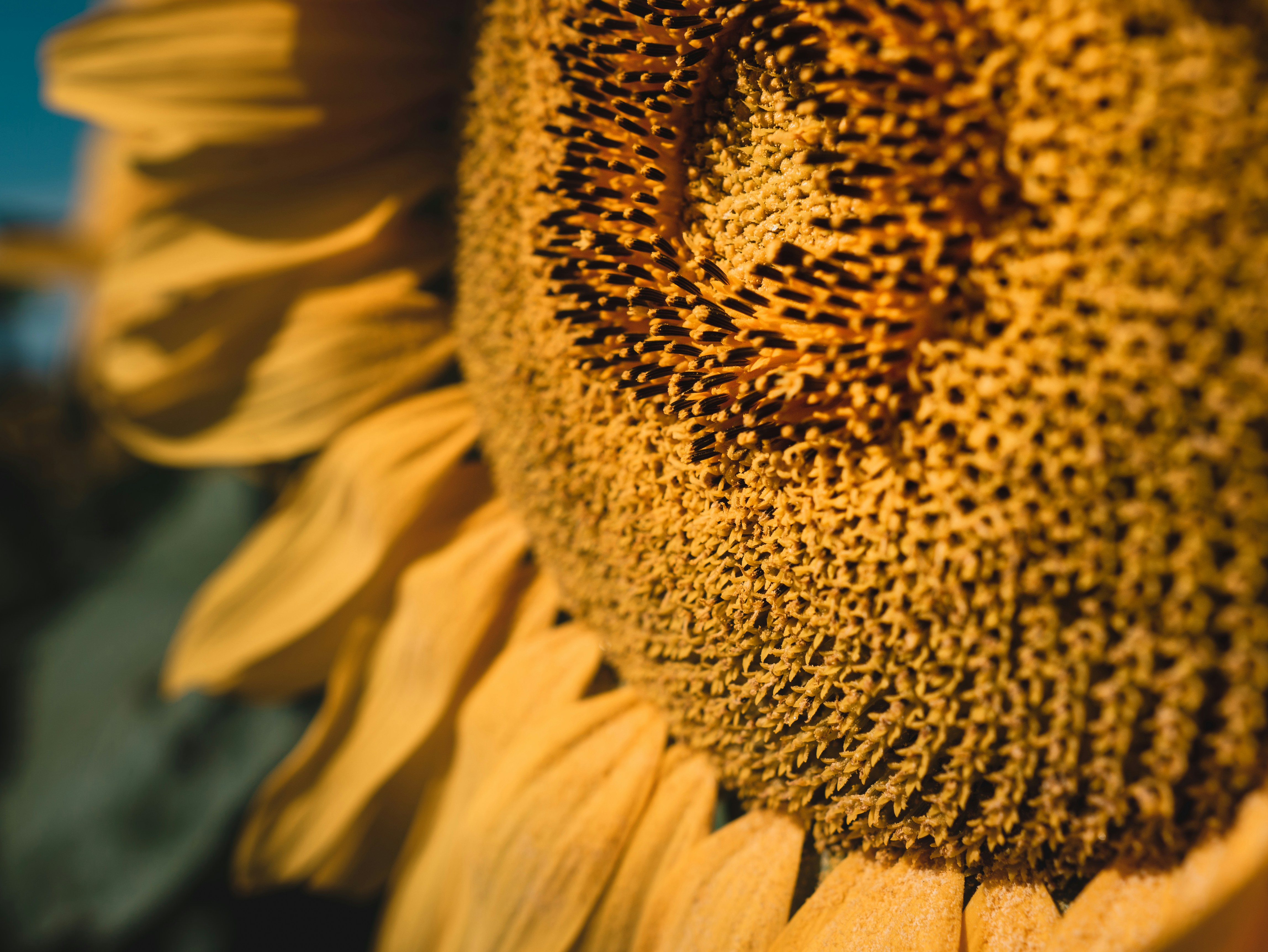 The particular of a sunflower in the countryside. Nature.