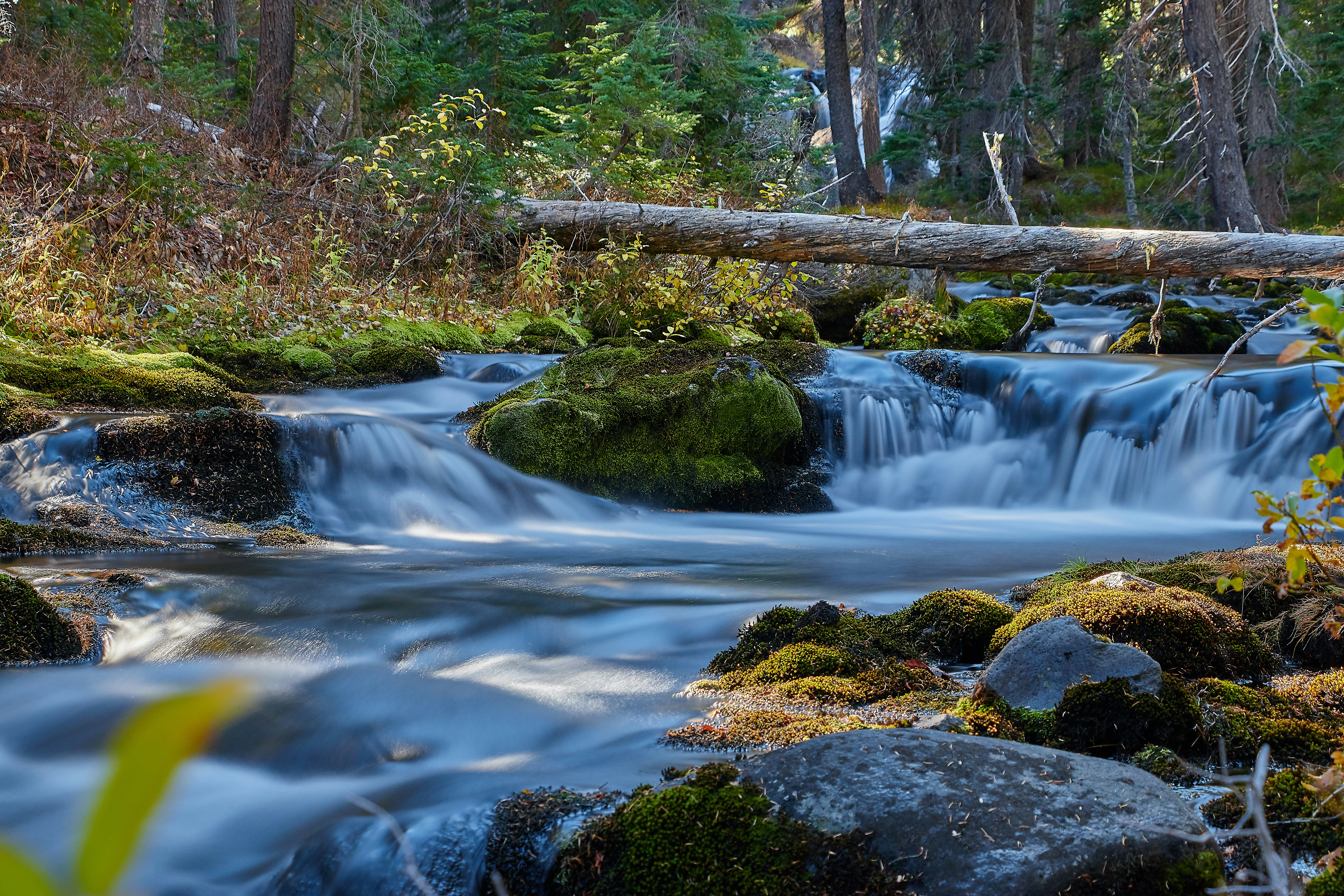 Green moss on brown tree trunk near river during daytime photo – Free ...