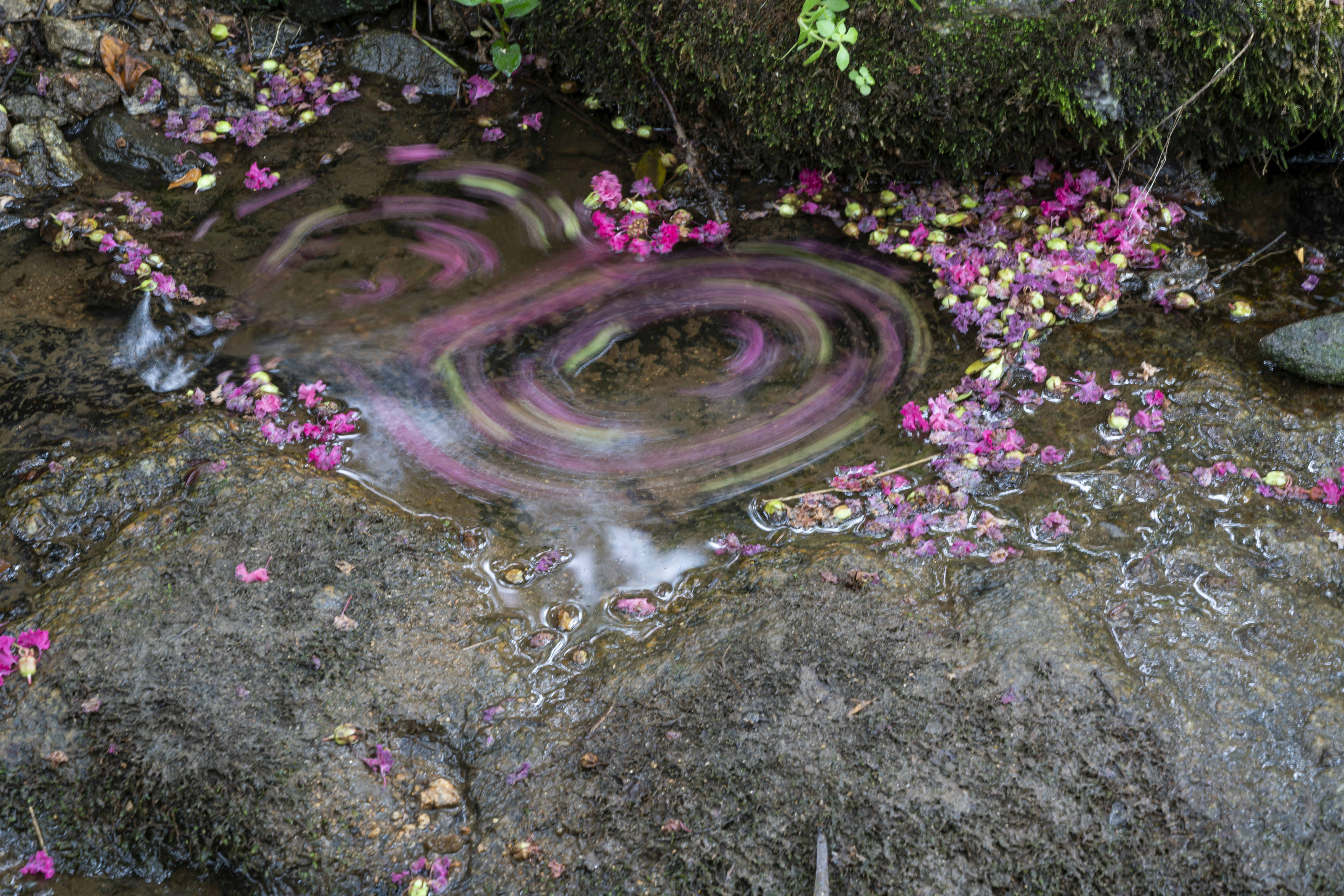 Petal Whirlpool over a Mossy Stream
