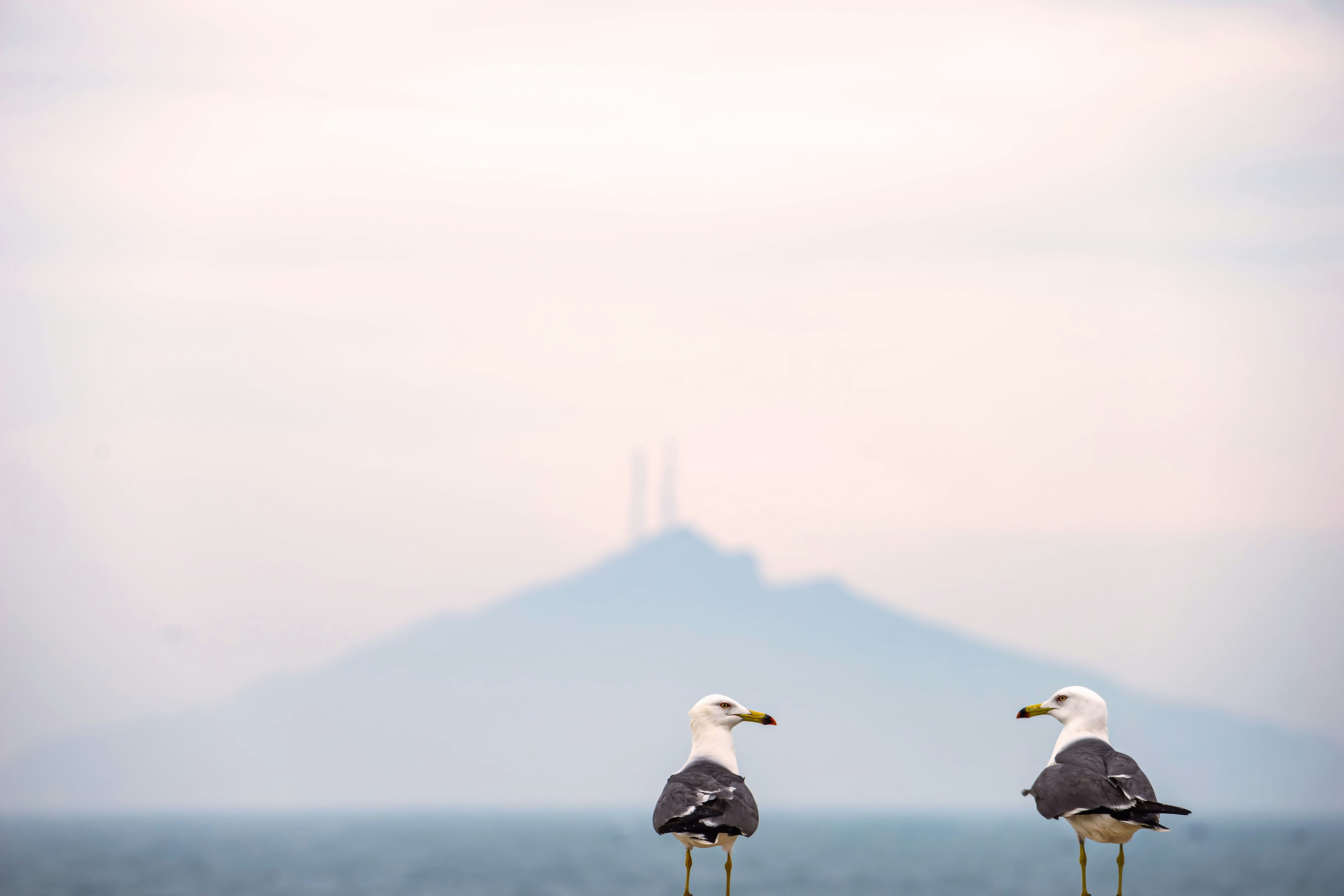 Pastel Seascape Duo: Seagulls on a Hazy Horizon