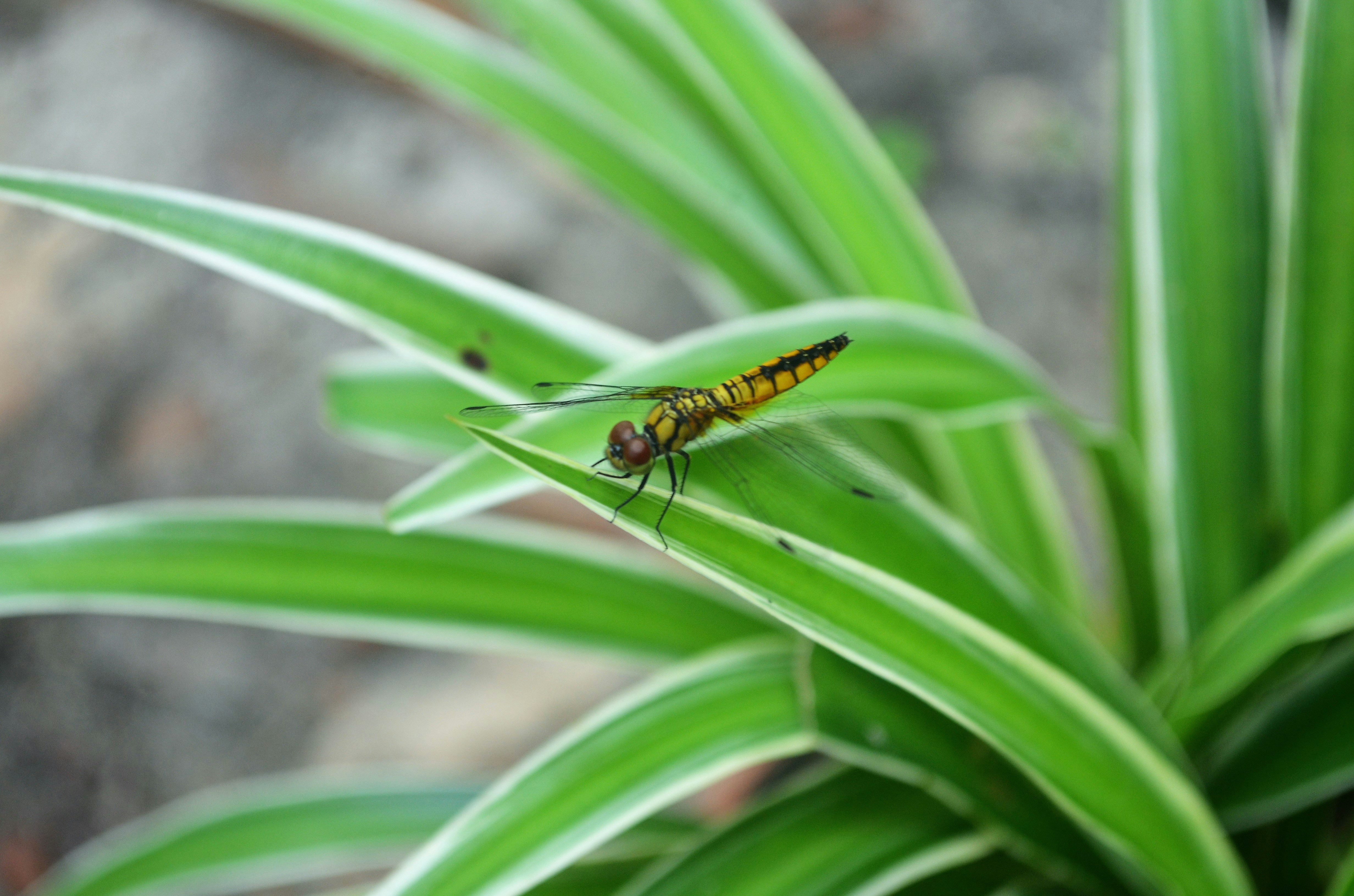 Amber Dragonfly on a Spider Plant Blade: a Macro Moment in Quiet Light