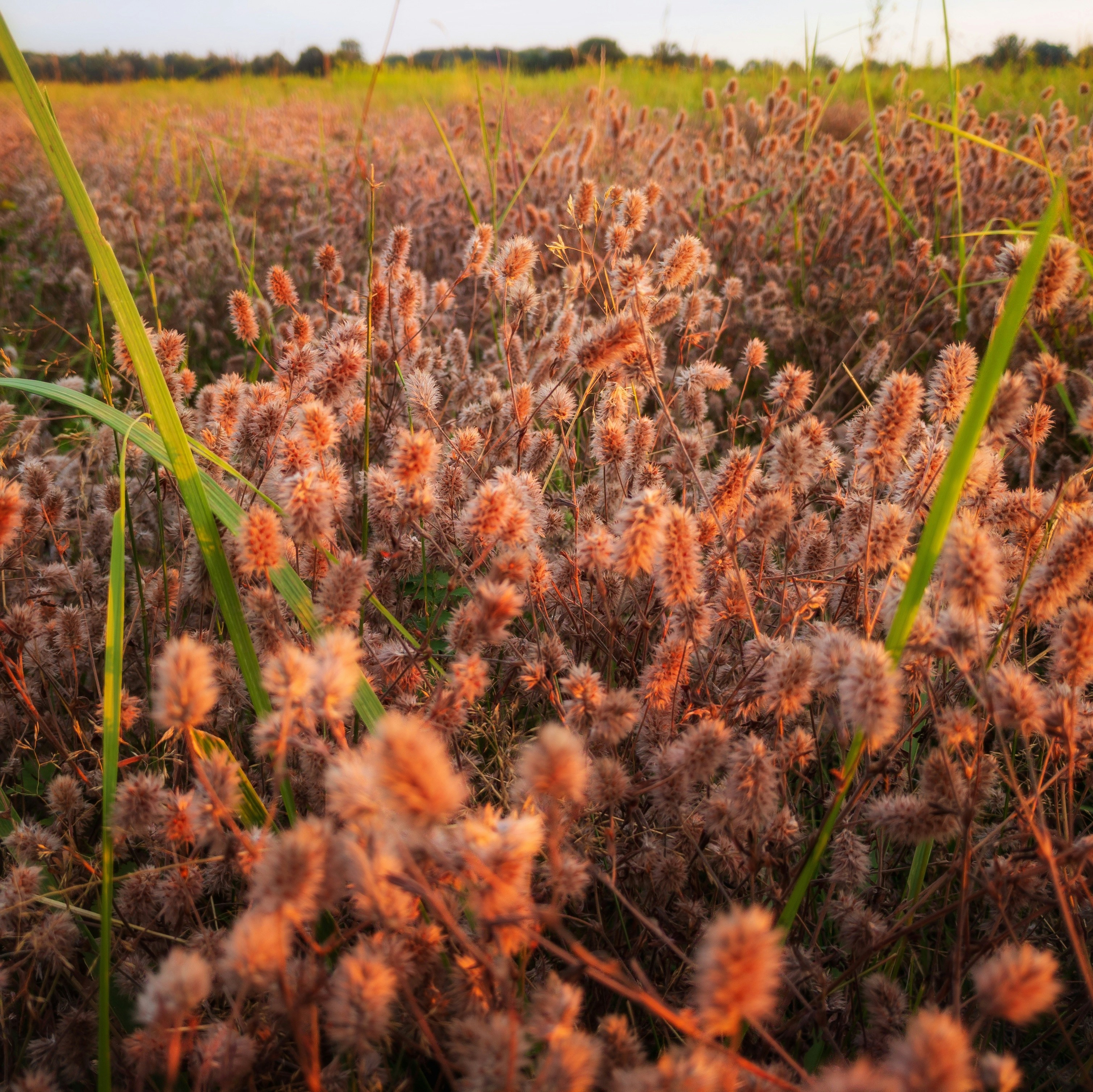 Sunlit field of fluffy seed heads and grasses under a clear sky.